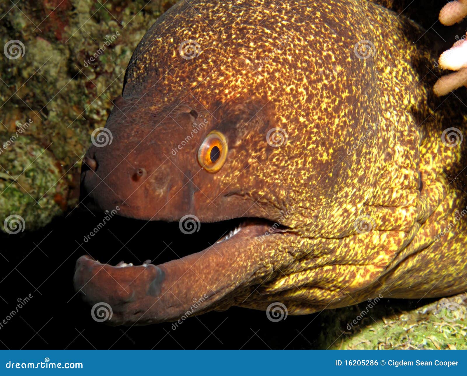 Morey Eel-Gymnothorax Kidako Royalty-Free Stock Photo | CartoonDealer ...