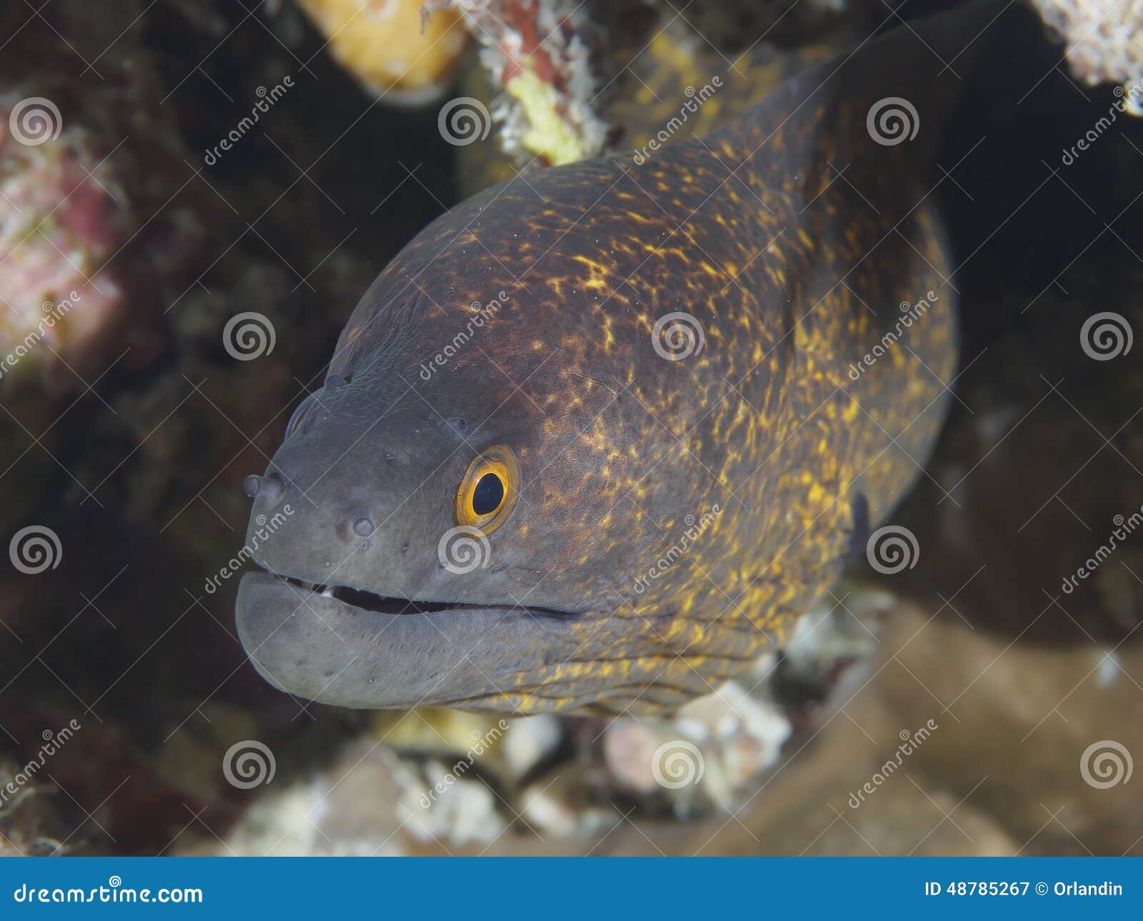 Yellowmargin Moray stock image. Image of marine, life - 48785267