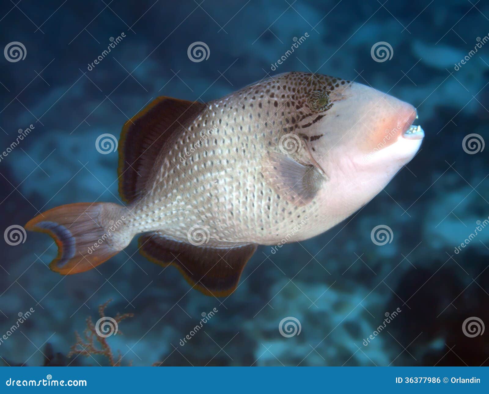 Yellowmargin triggerfish stock photo. Image of life, diving - 36377986