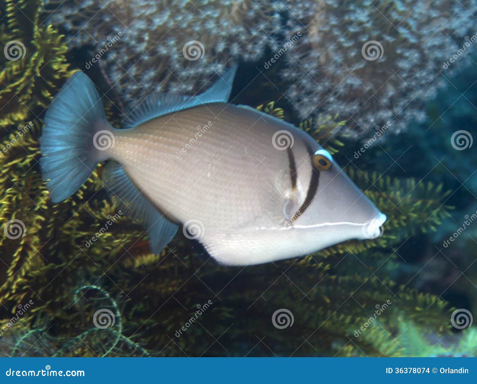 Yellowmargin triggerfish stock photo. Image of vivid - 36378074