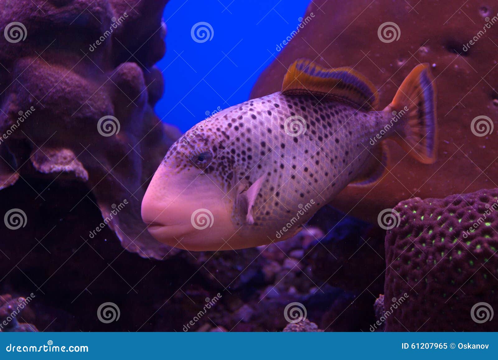 Yellowmargin triggerfish stock image. Image of summer - 61207965