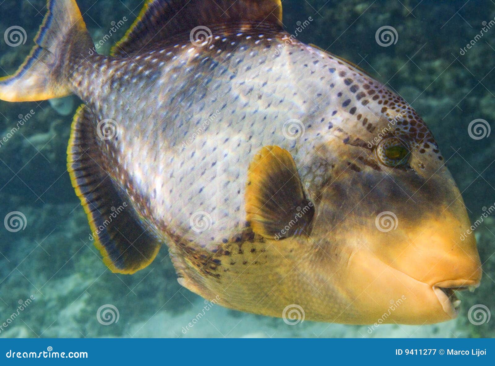 Yellowmargin Triggerfish Macro Stock Image - Image of balestra ...