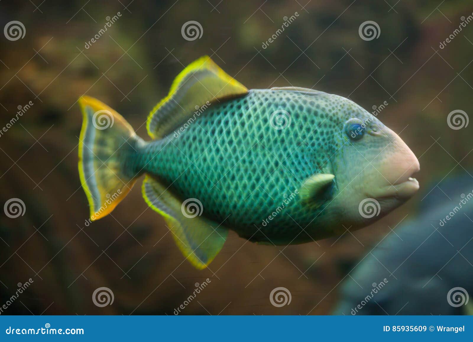 Yellowmargin Triggerfish Pseudobalistes Flavimarginatus. Stock Image ...