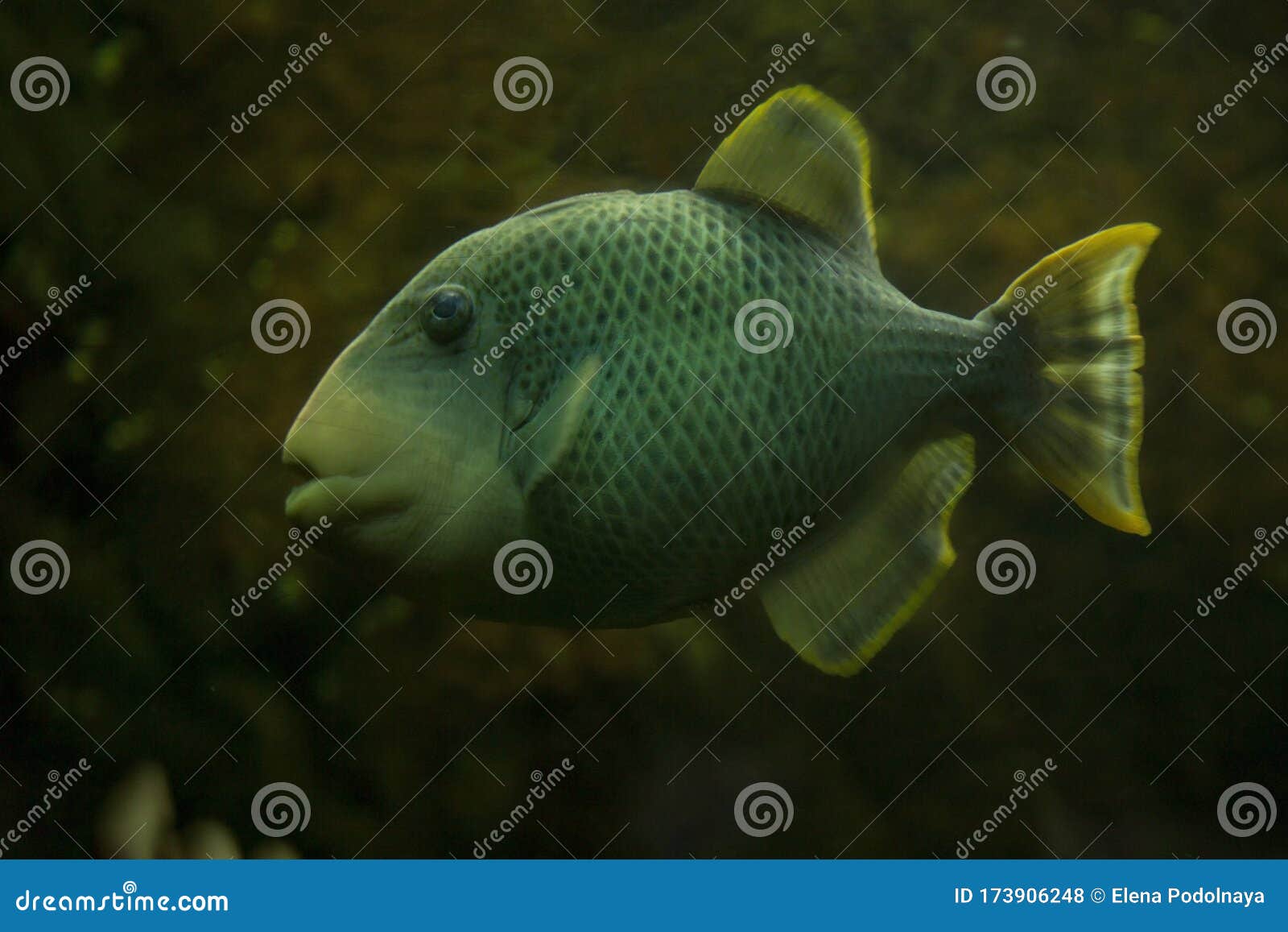 The Yellowmargin Triggerfish Pseudobalistes Flavimarginatus. Stock ...