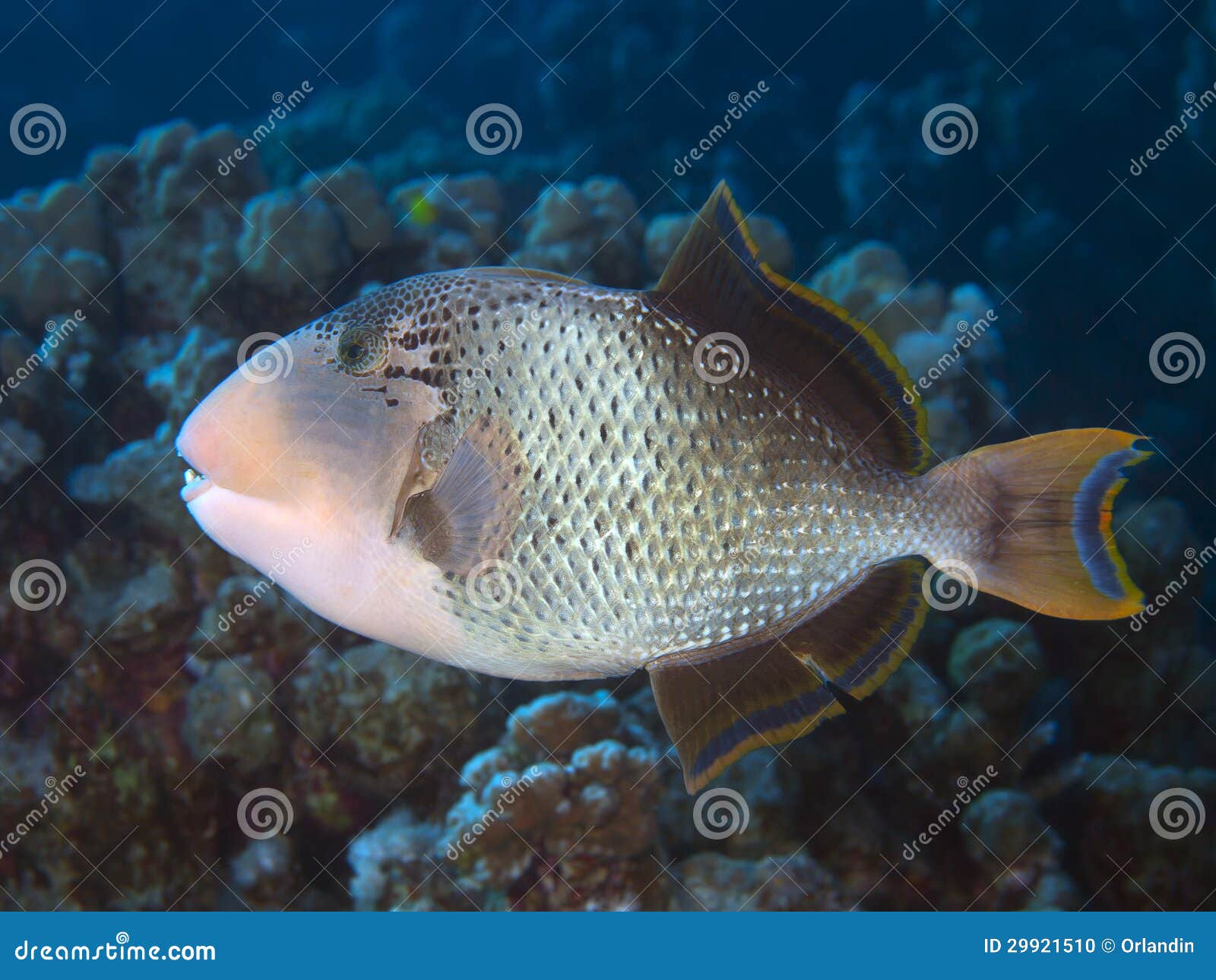 Yellowmargin triggerfish stock photo. Image of fish, coral - 29921510