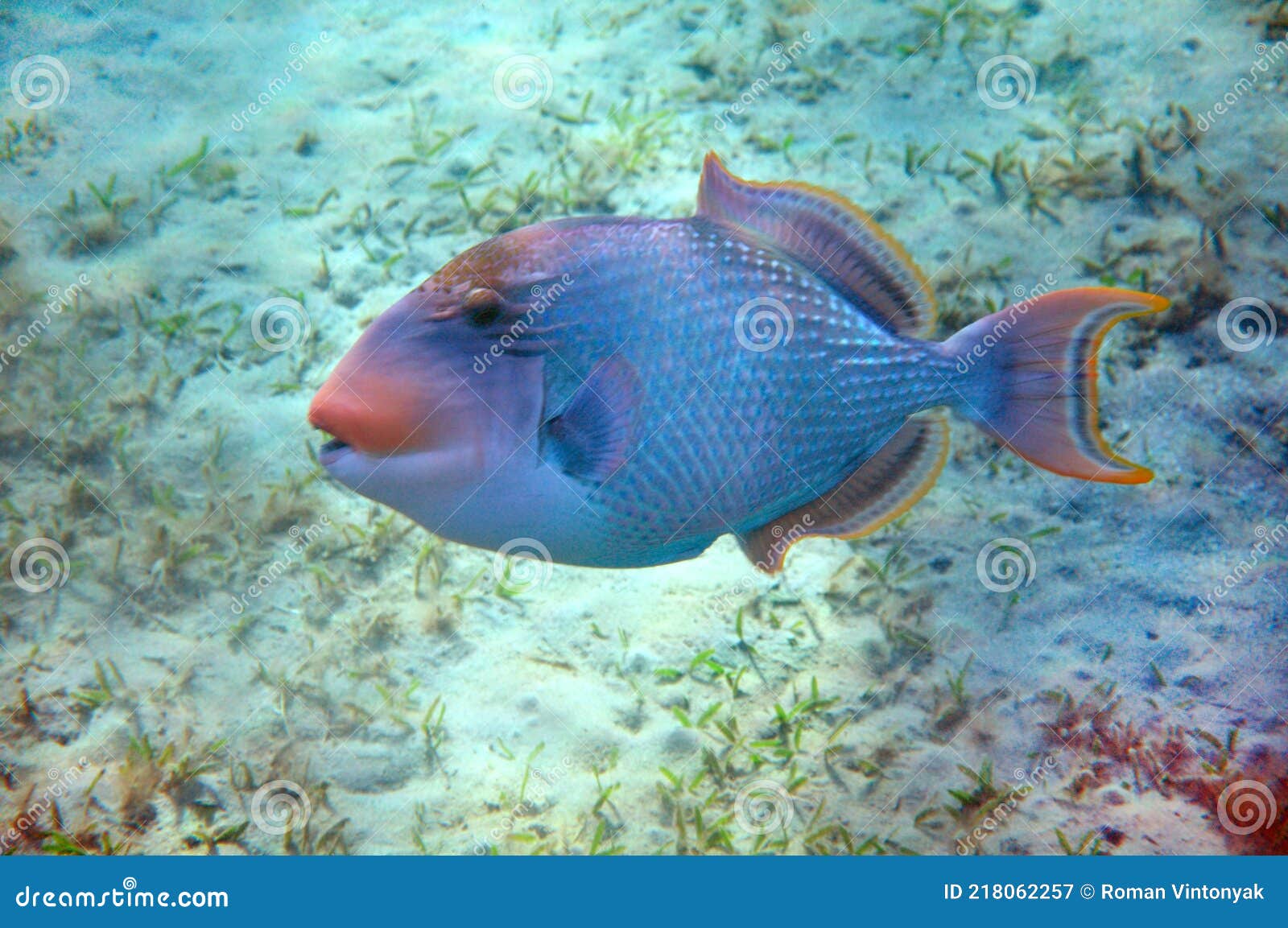 Yellowmargin triggerfish stock image. Image of nature - 218062257