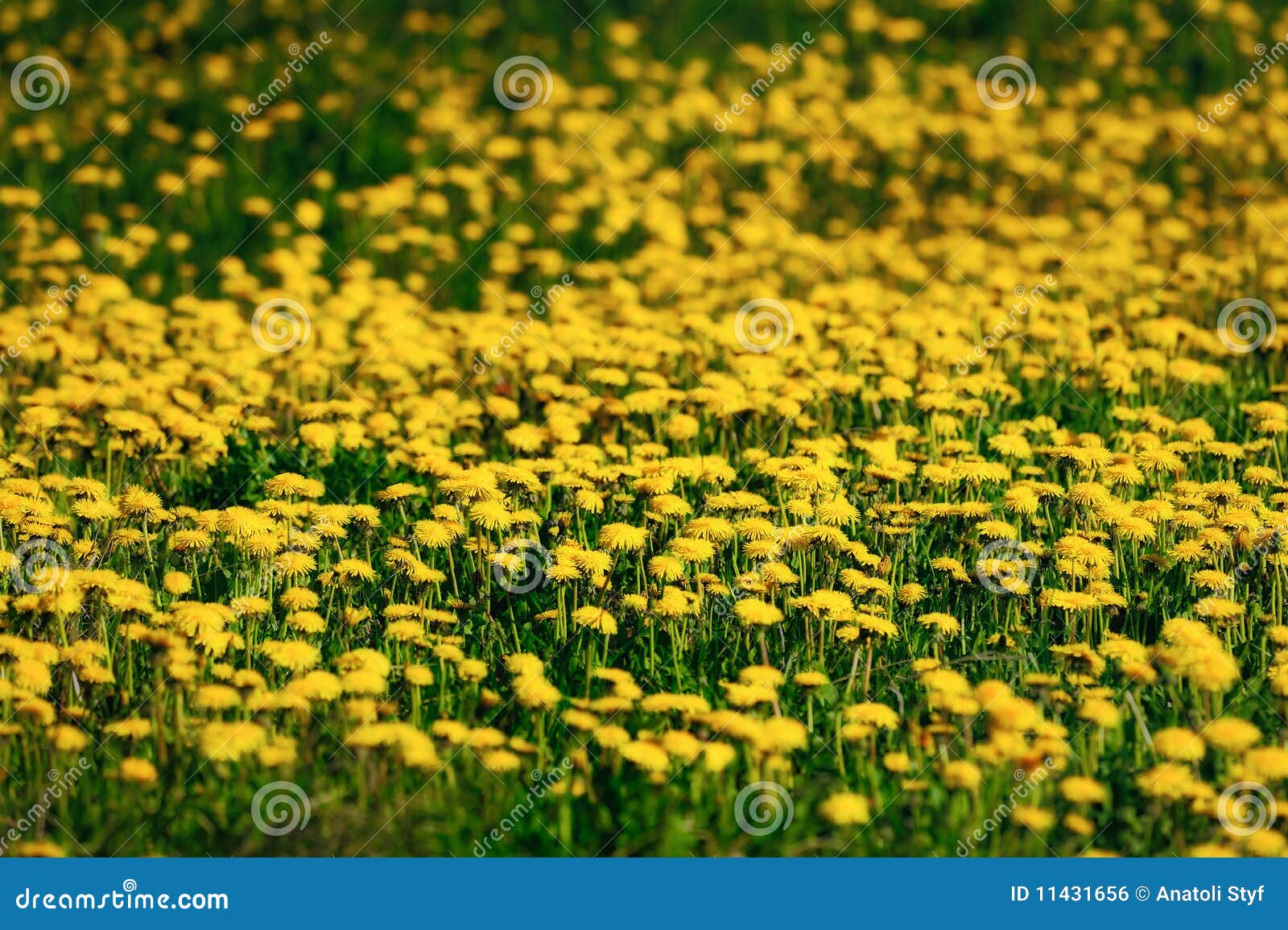 Yellowness stock photo. Image of yellow, countryside - 11431656