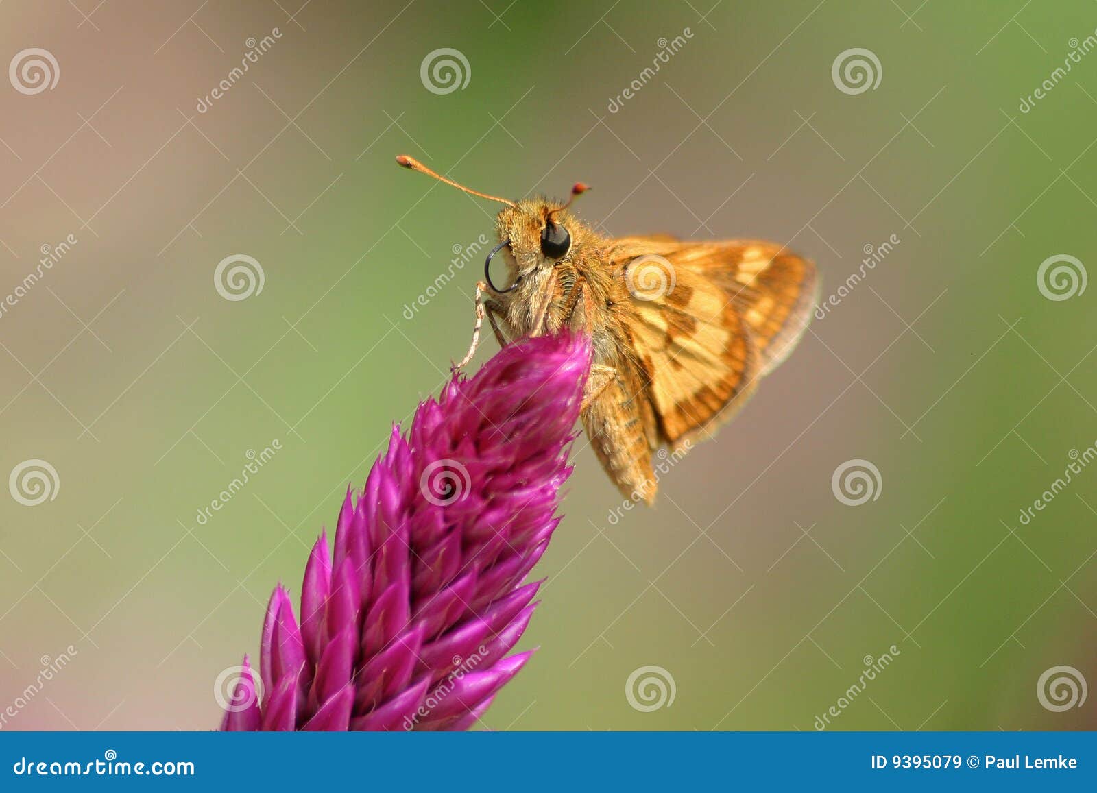 Yellowpatch Skipper stock image. Image of creature, family - 9395079