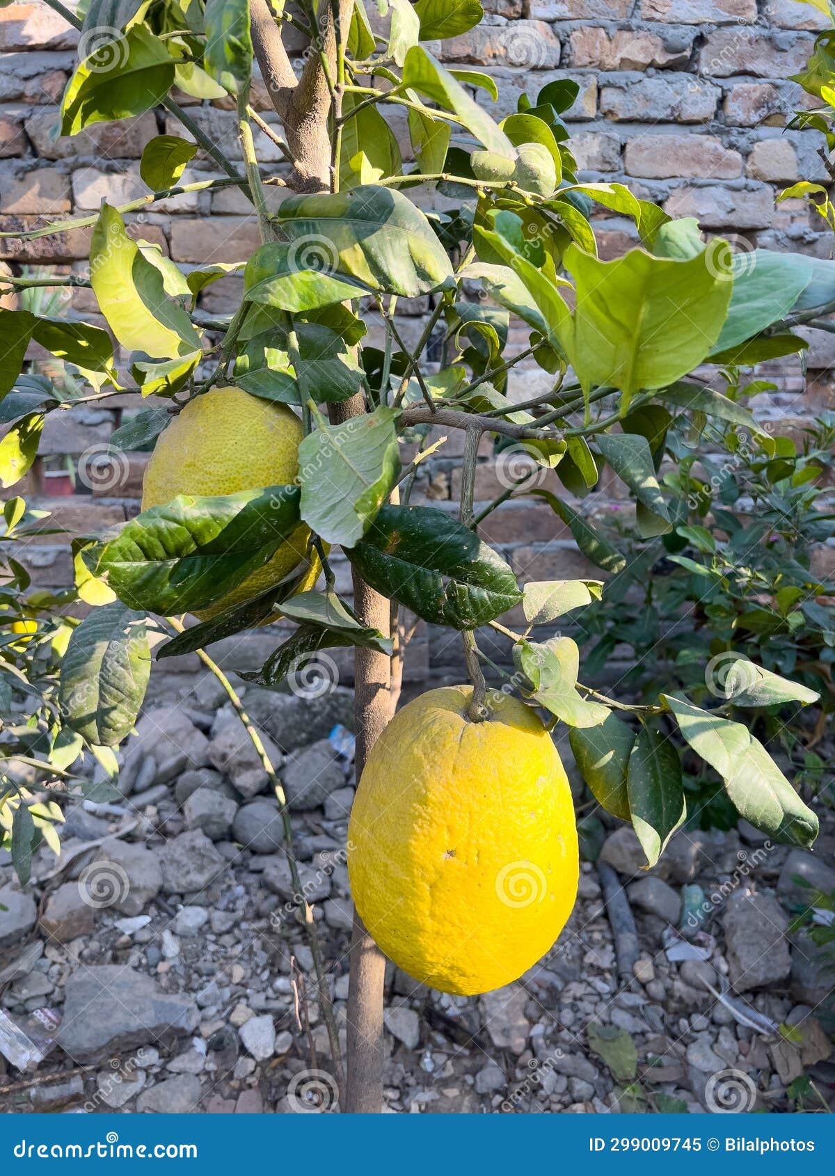 Yellowripe Large Lemons on a Tree Branch. Hill Lemon Ripe Fruit Stock ...
