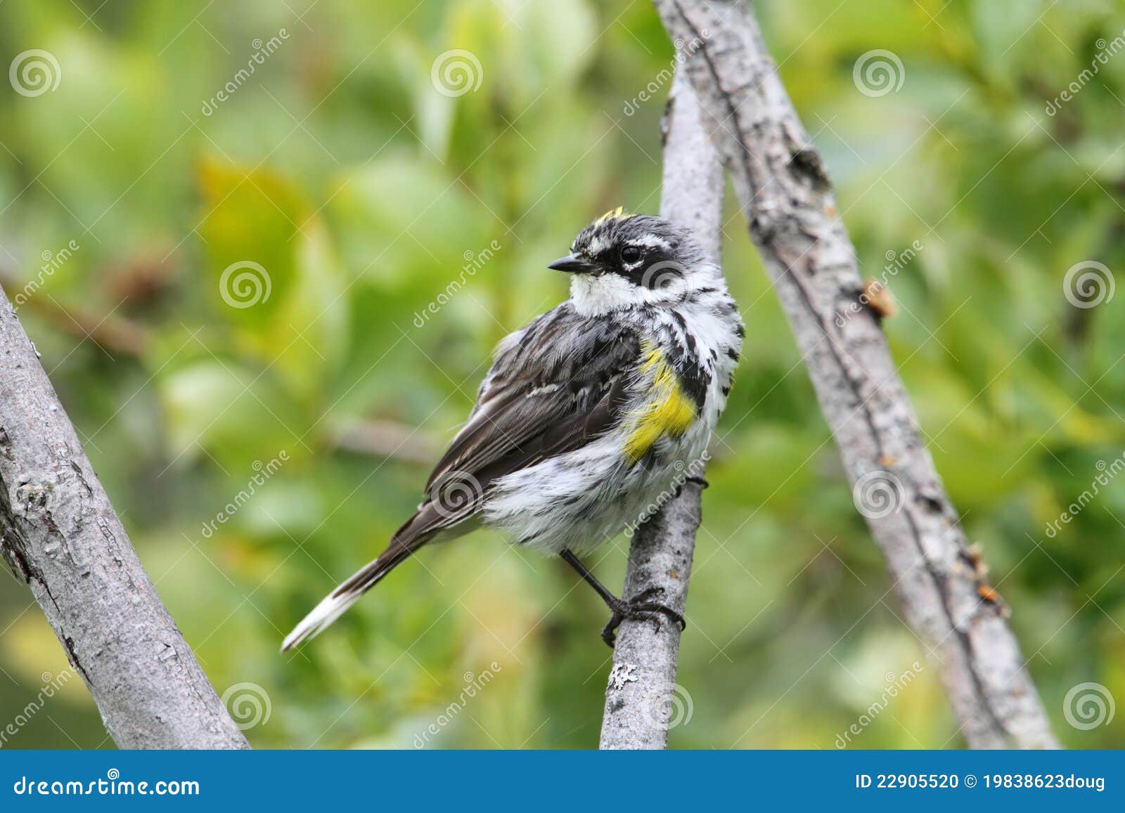 Yellowrumped Warbler stock photo. Image of legs, perch - 22905520