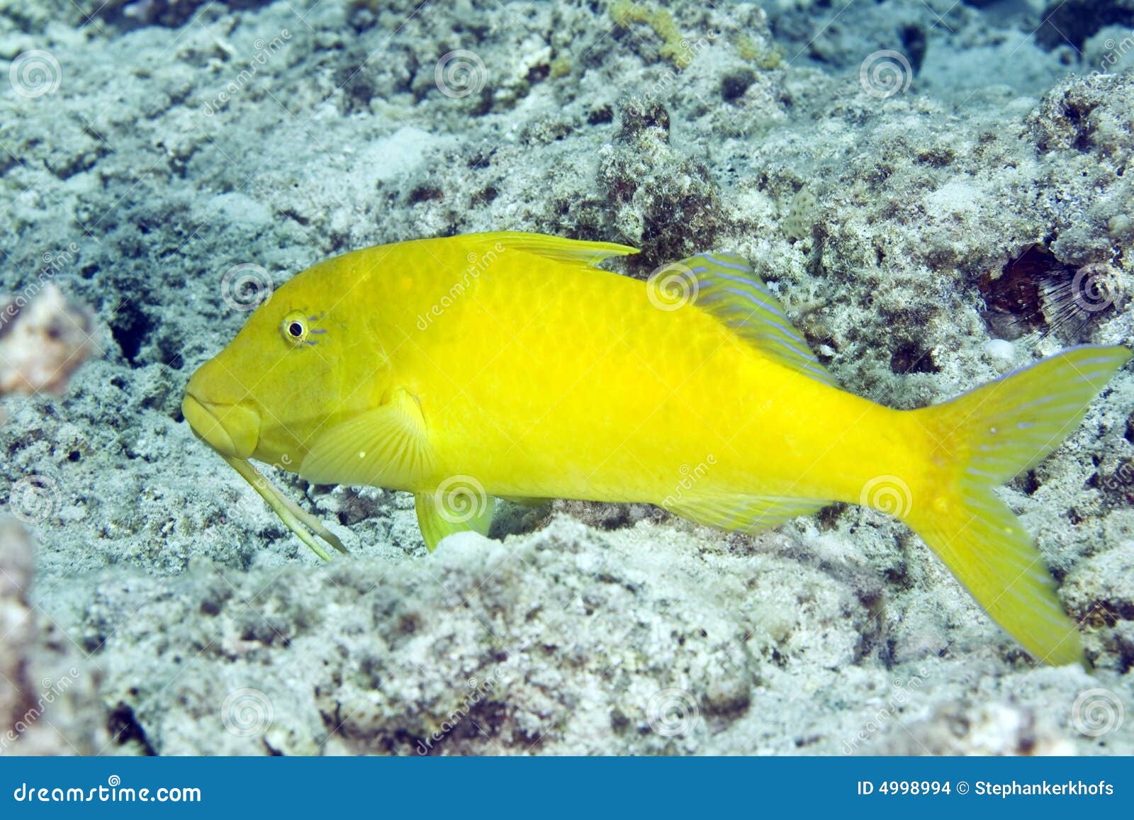 Yellowsaddle Goatfish (parupeneus Cyclostomus) Stock Photo - Image of ...
