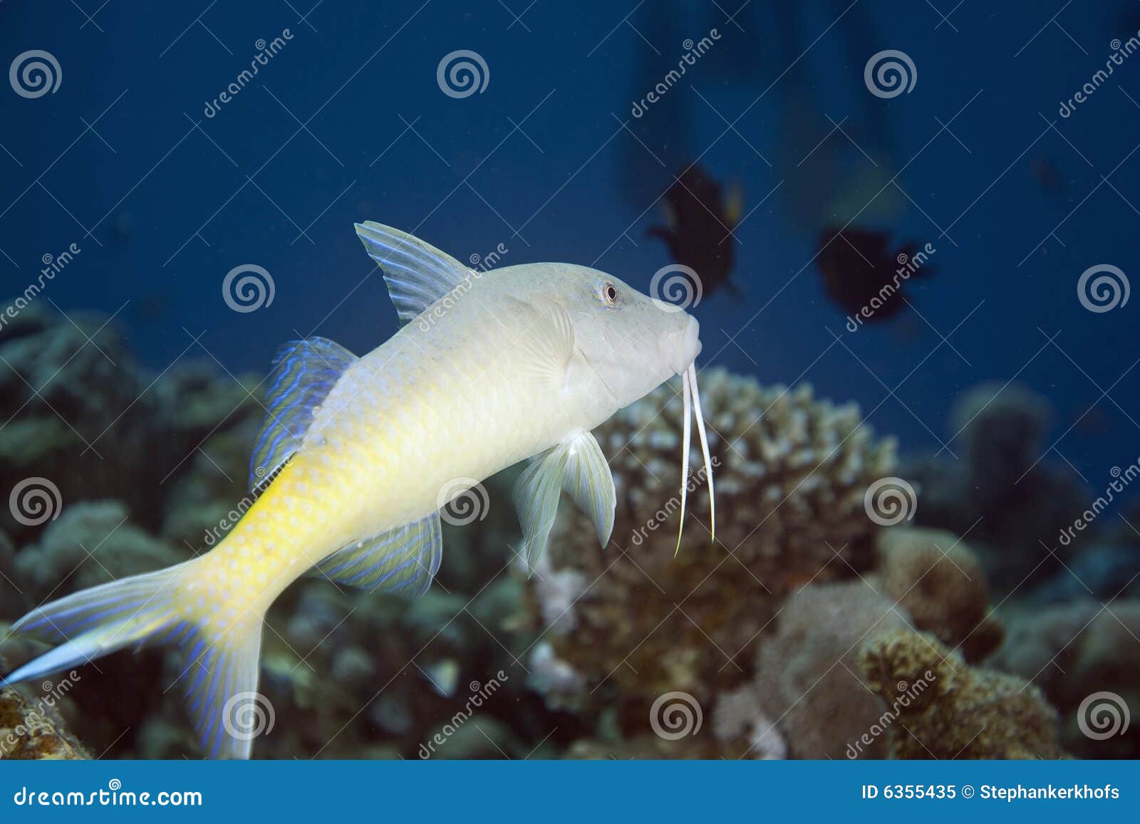 Yellowsaddle Goatfish (parupeneus Cyclostomus) Stock Image - Image of ...