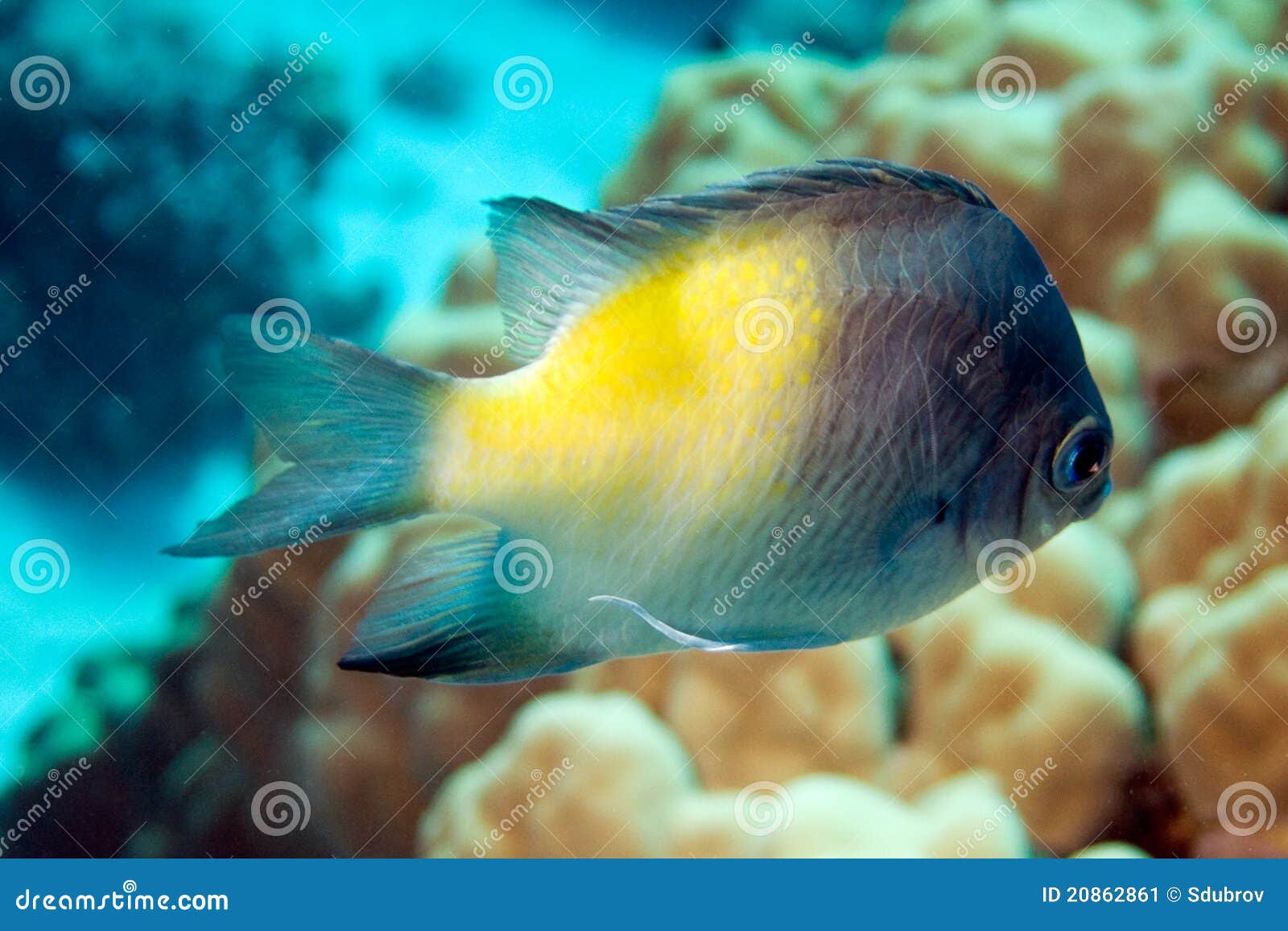 Yellowside DamselFish, Amblyglyphidodon Flavilatus Stock Image - Image ...