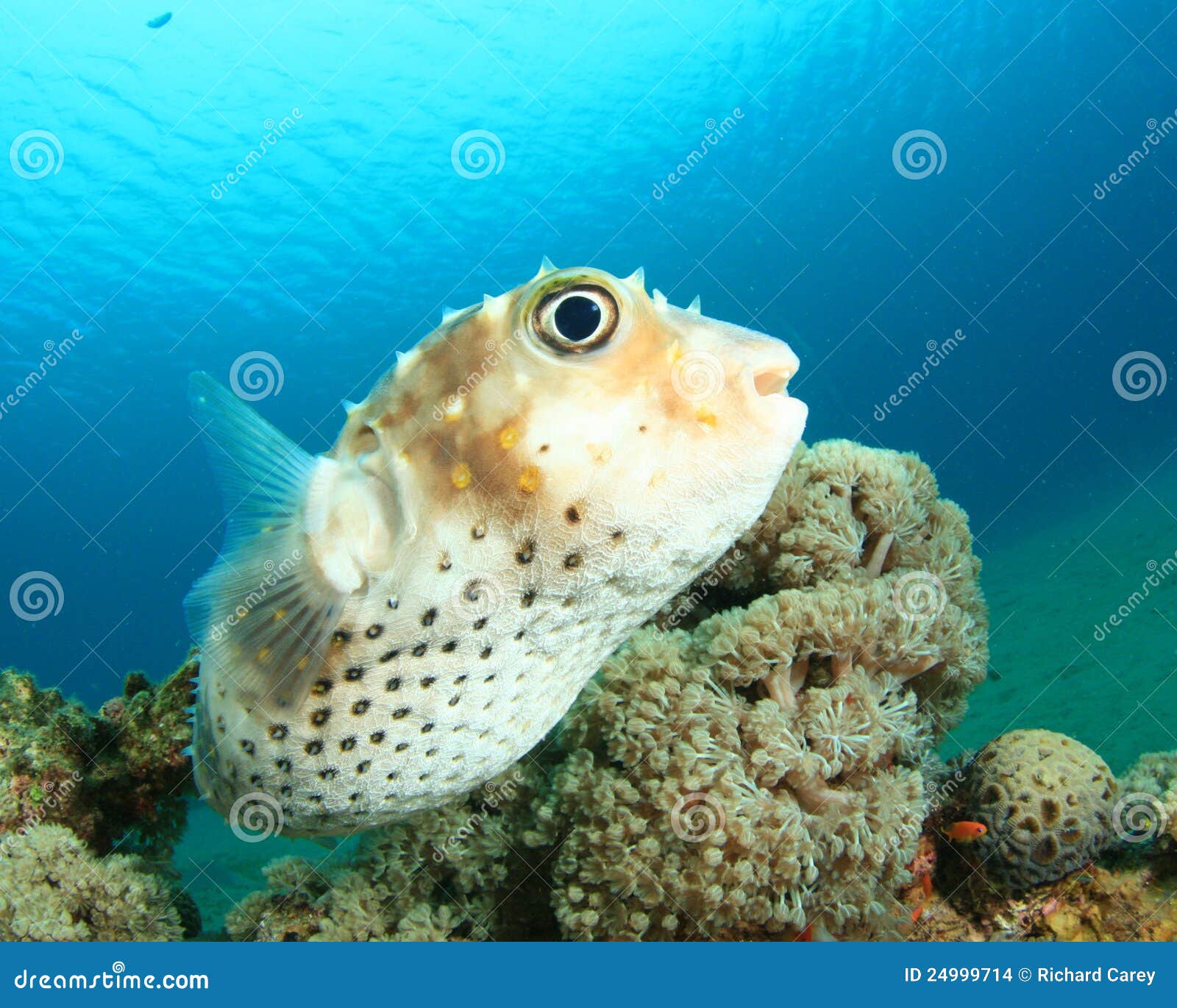 Yellowspotted Burrfish stock photo. Image of puffer, marine - 24999714