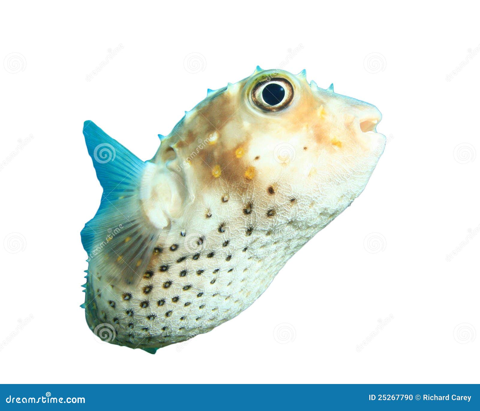 Burrfish Isolated Stock Photos - Free & Royalty-Free Stock Photos from ...