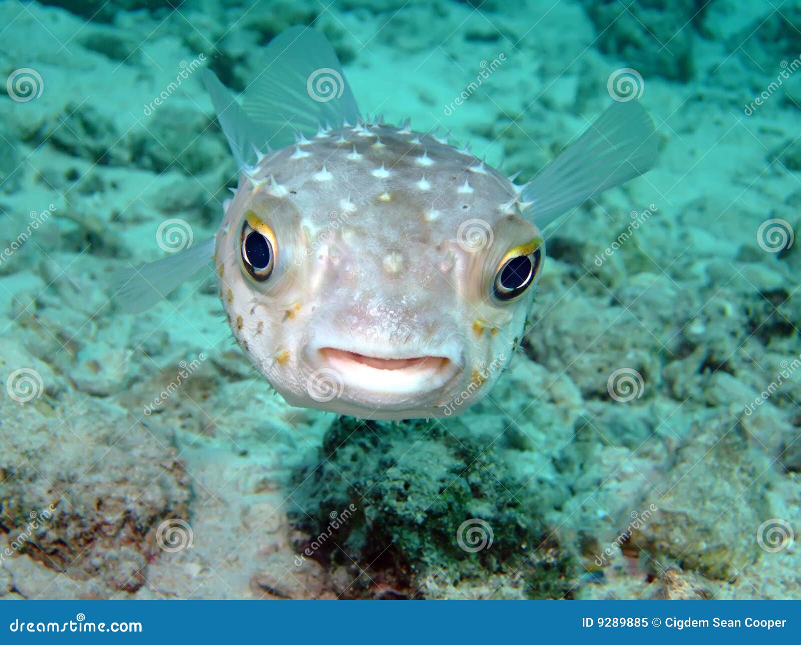 Yellowspotted burrfish stock image. Image of bigeye, balloon - 9289885