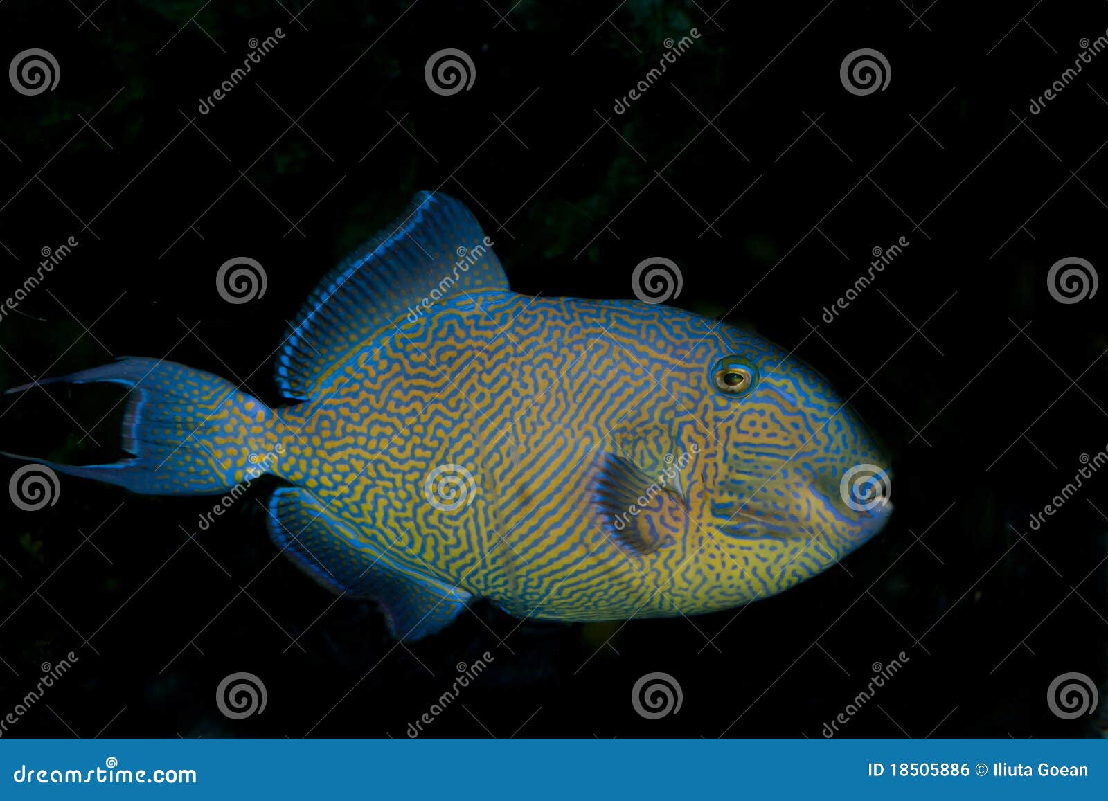 Yellowspotted Triggerfish (Pseudobalistes Fuscus) Stock Photo - Image ...