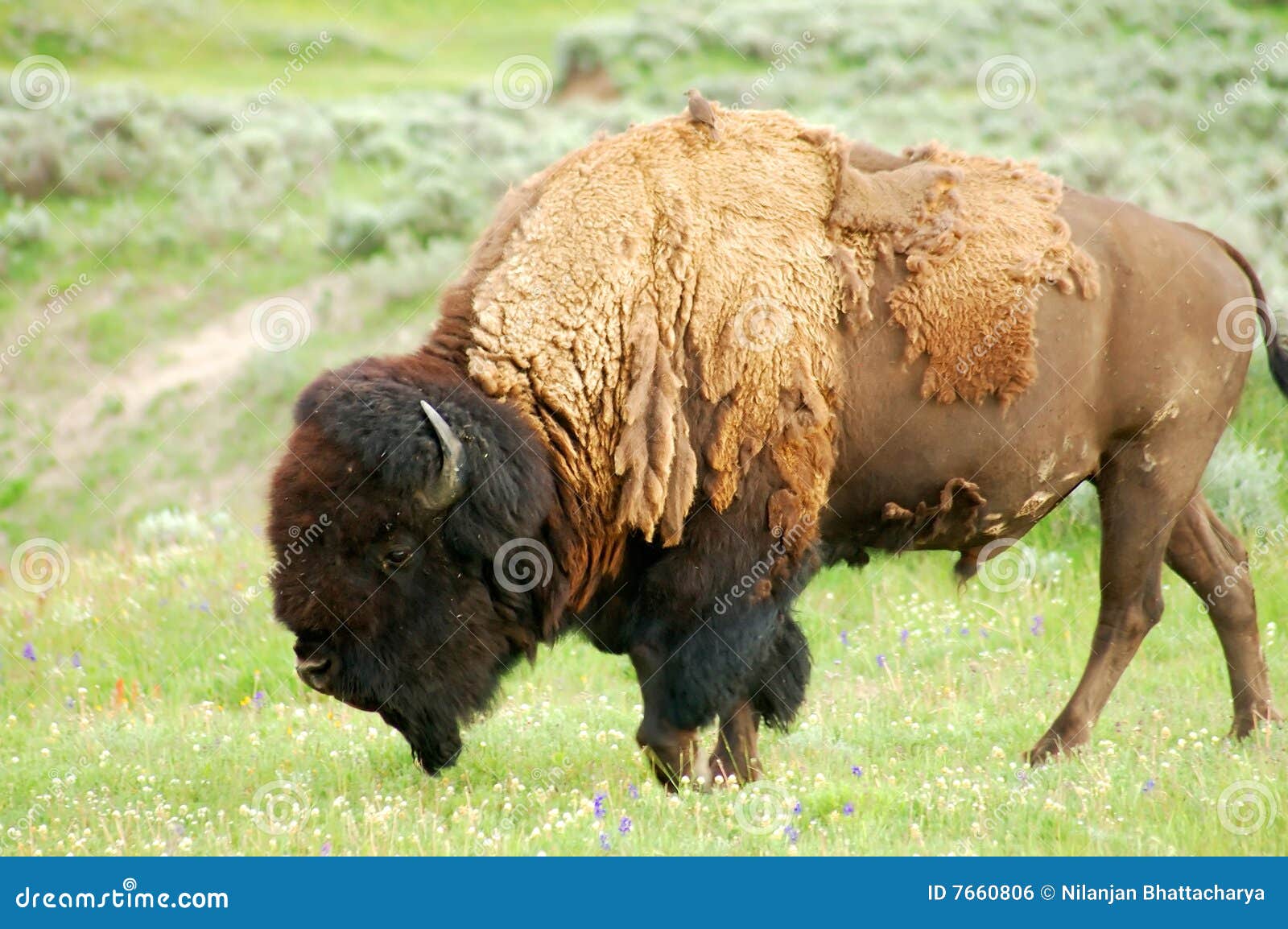 Strong Bison Stock Photography | CartoonDealer.com #11113952