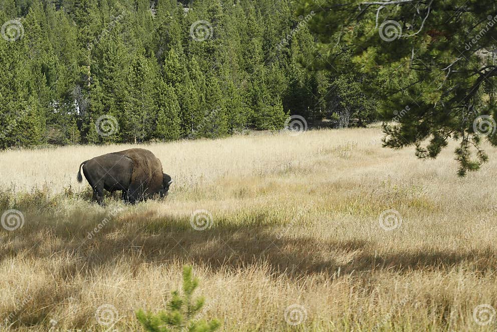 Yellowstone bison stock photo. Image of nature, summer - 60594062