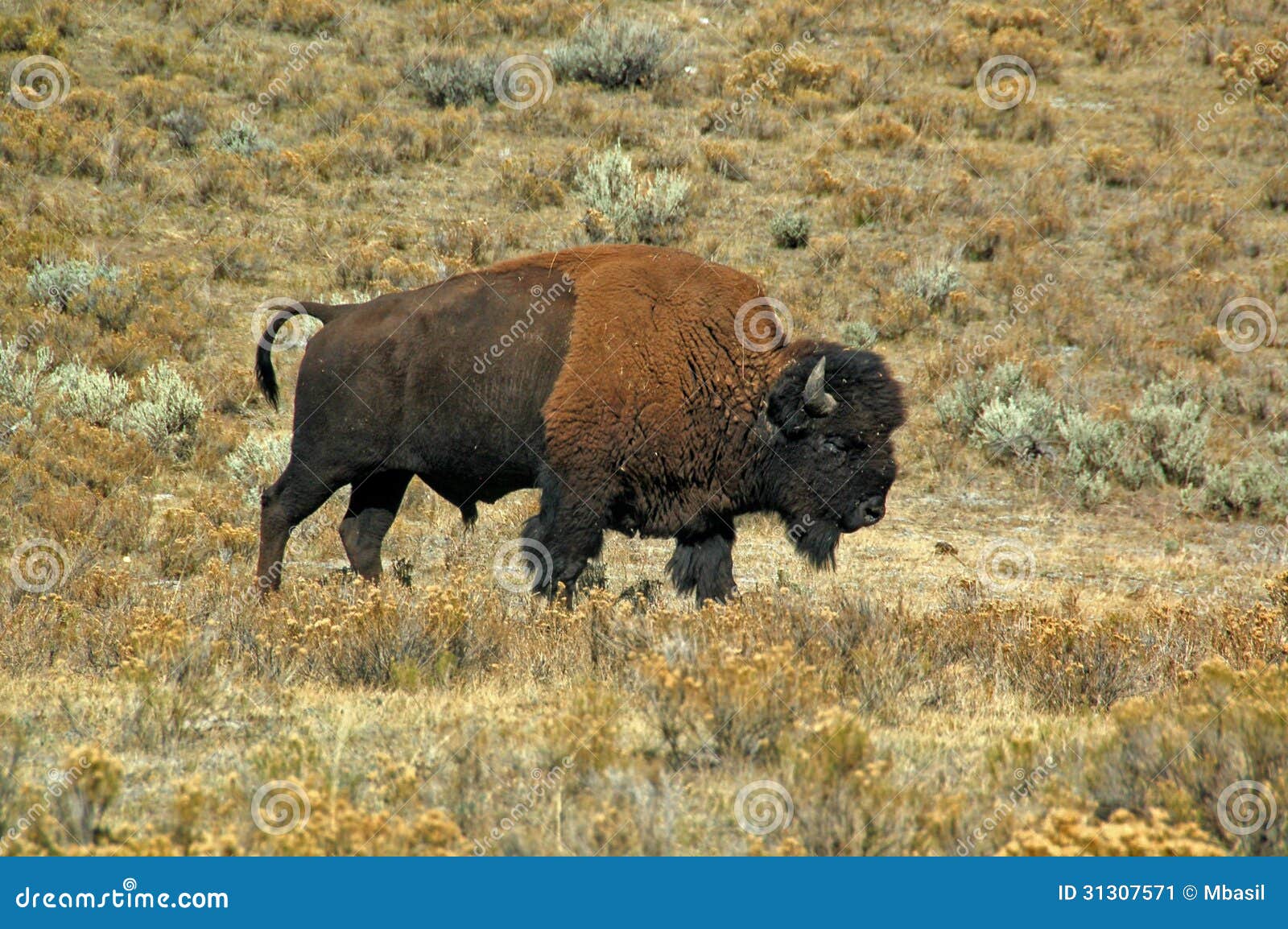 Yellowstone Bison in the Fall Stock Image - Image of animals, wild ...