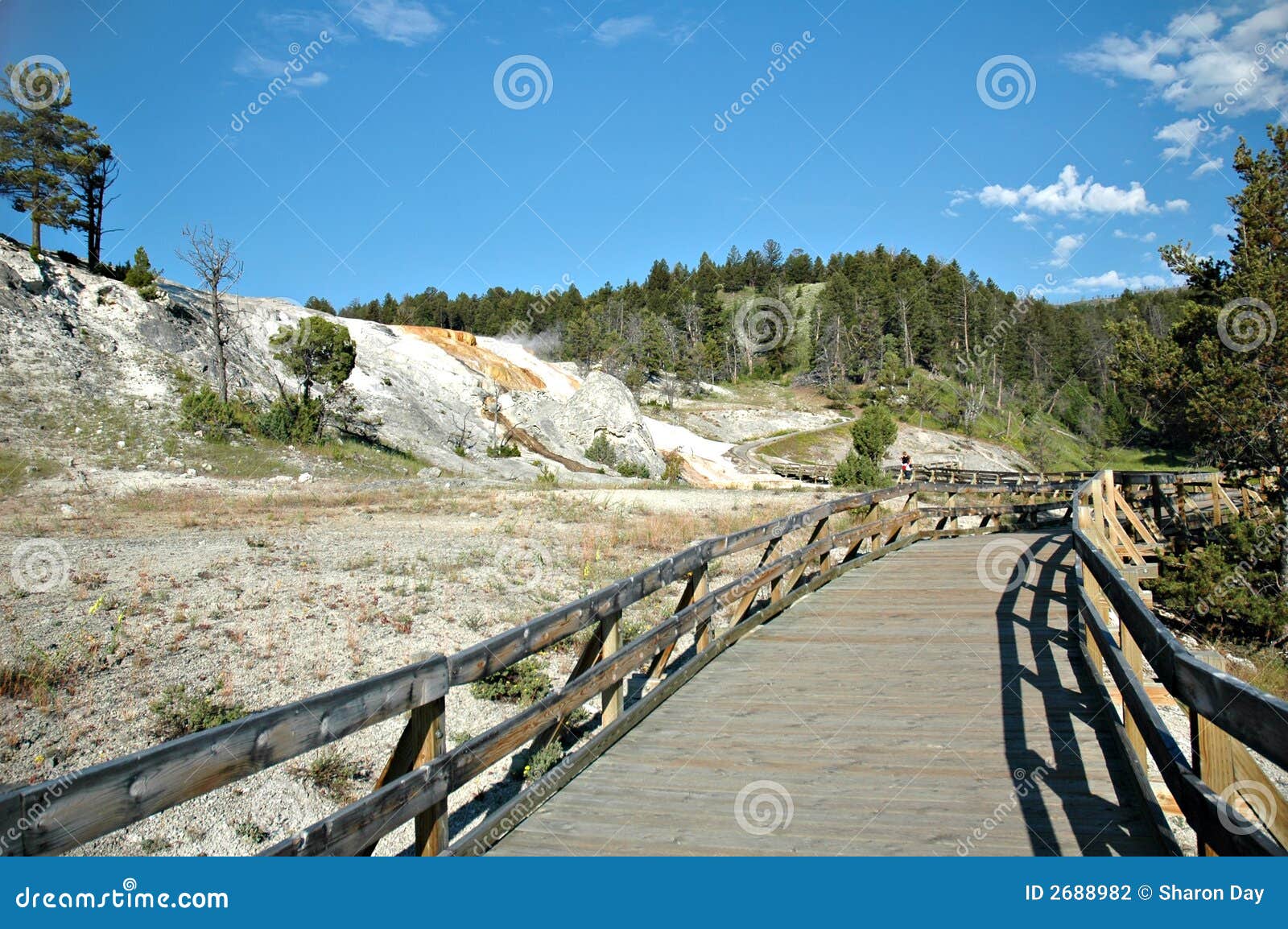 Yellowstone Boardwalk stock photo. Image of tree, yellowstone - 2688982