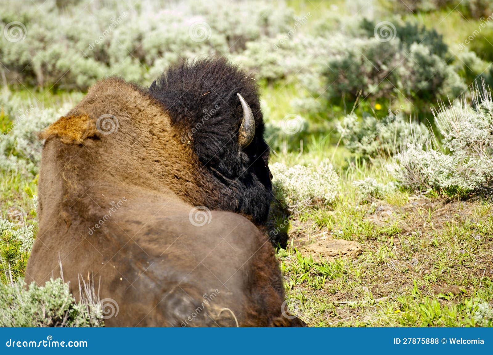 Yellowstone Buffalo stock photo. Image of born, habitat - 27875888