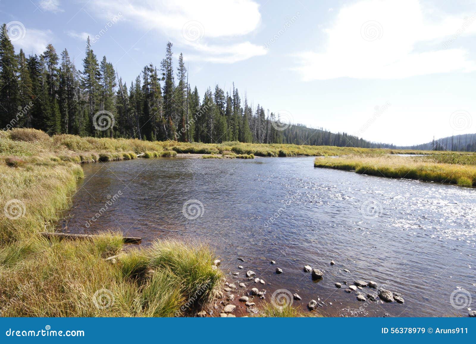 Yellowstone`s Grand Loop Road Passes Through The Golden Gate Surrounded ...