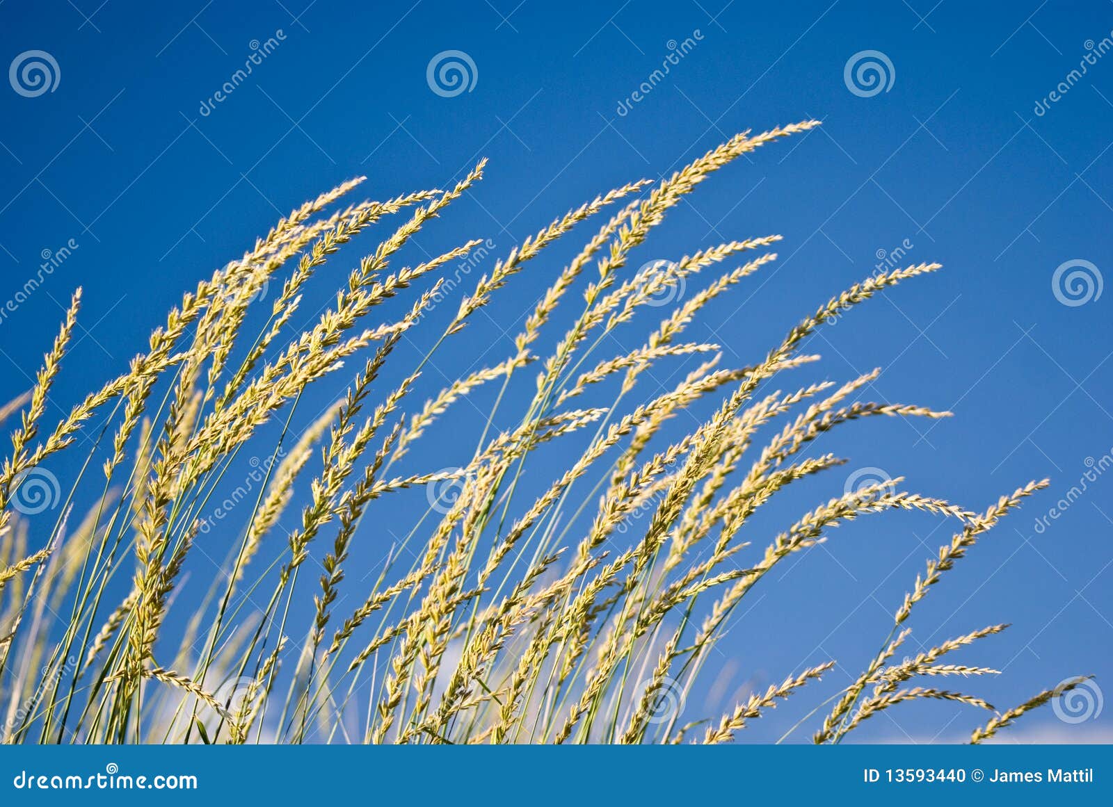 Yellowstone Grass stock photo. Image of america, grains - 13593440