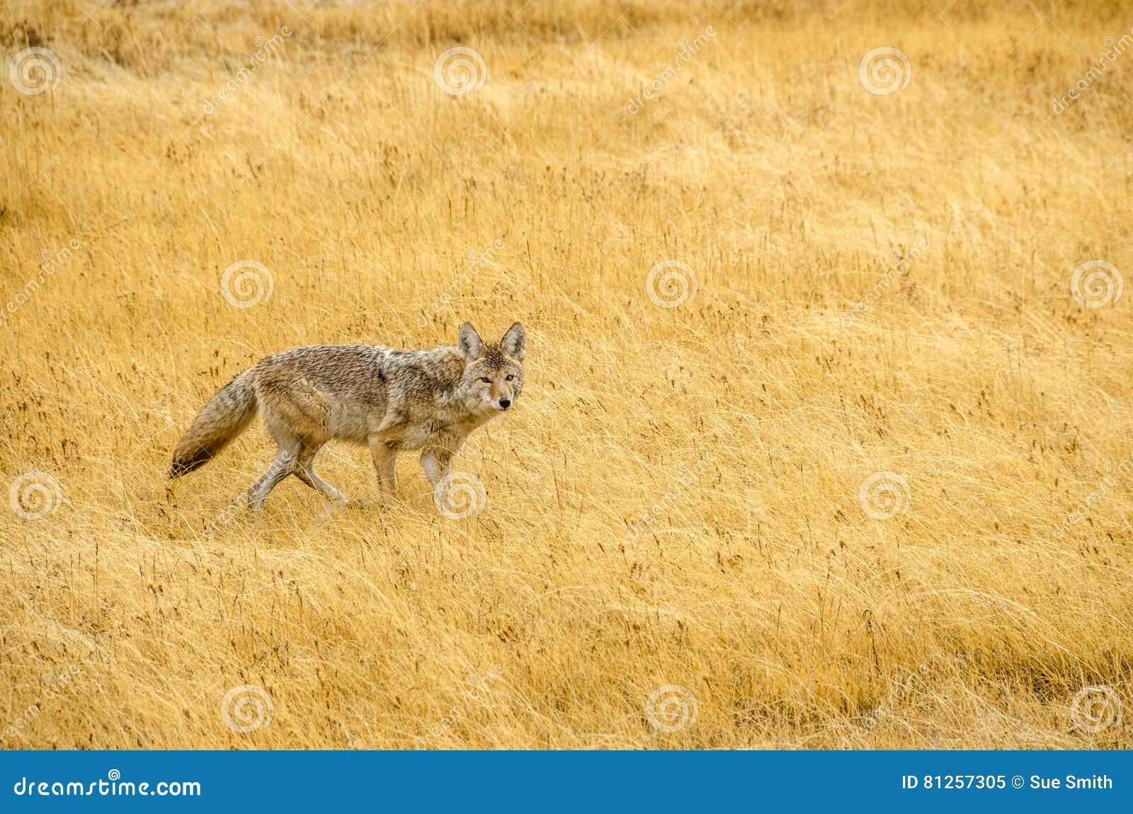 Yellowstone kojot obraz stock. Obraz złożonej z dziki - 81257305