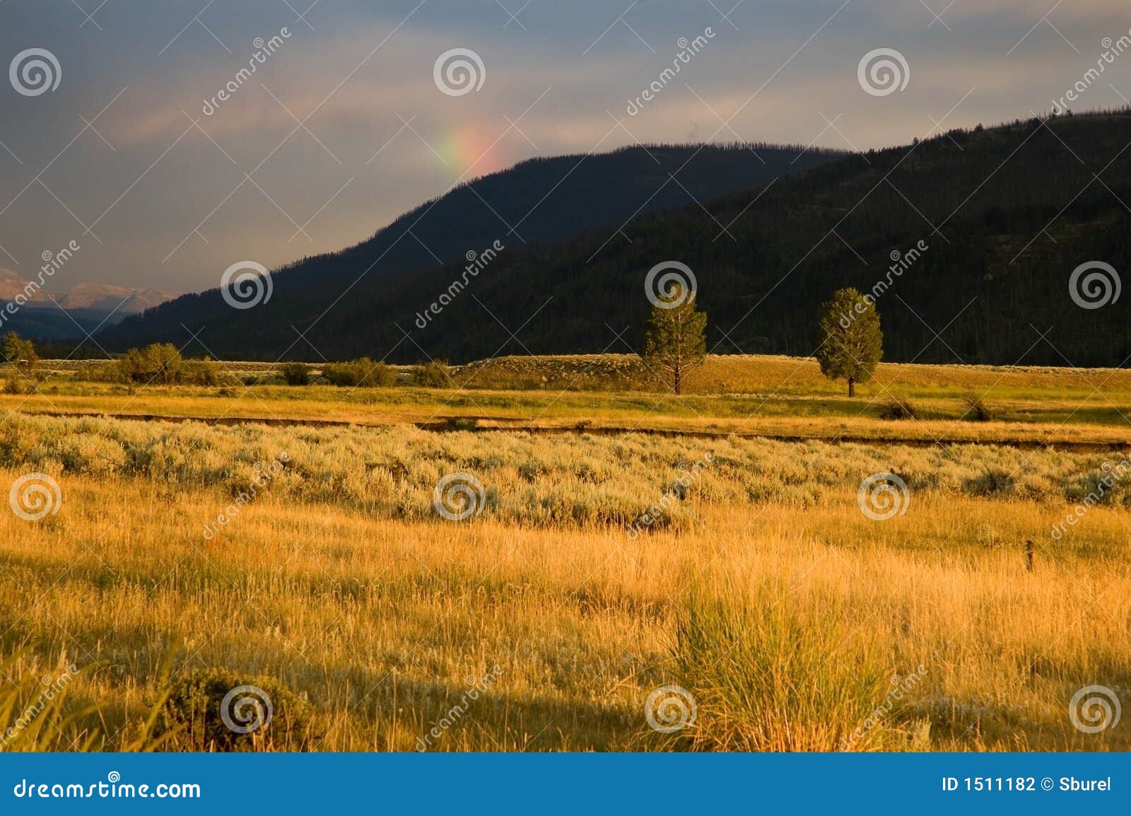 Yellowstone Landscape in the Evening Light Stock Photo - Image of tree ...