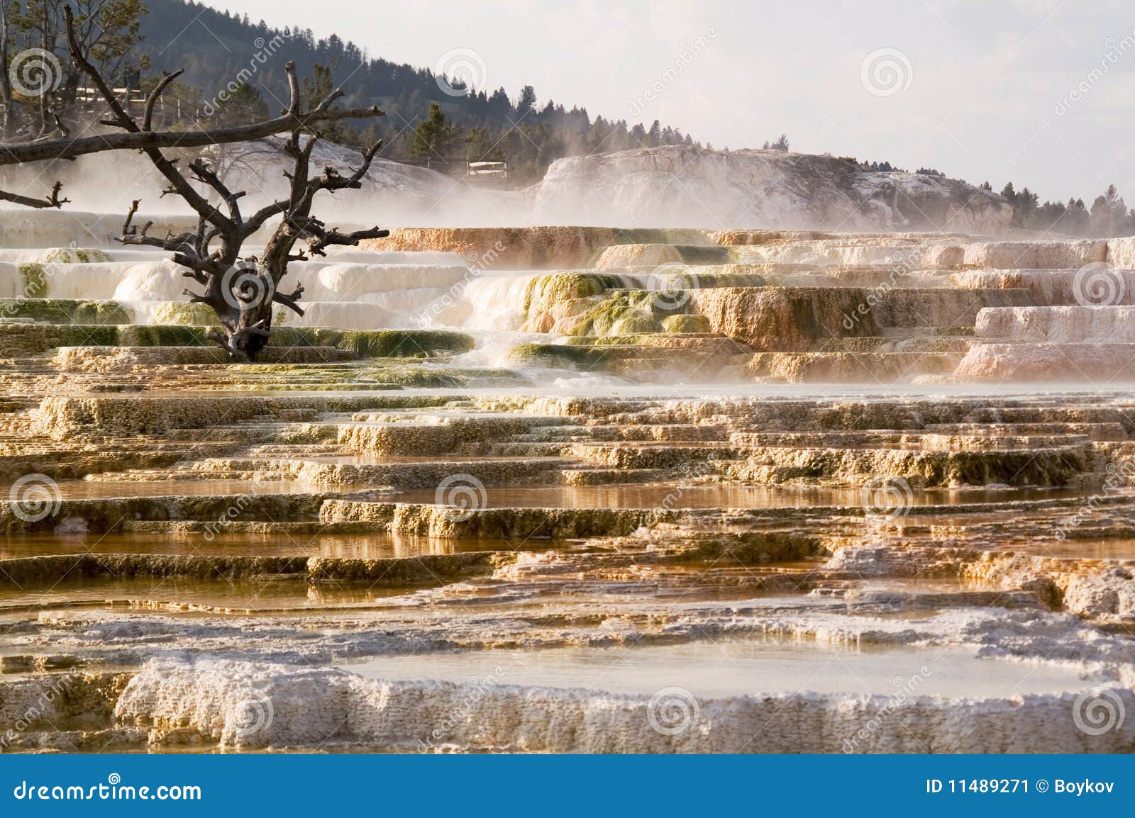 Yellowstone, Mammoth Hot Springs Terraces Stock Image - Image of ...