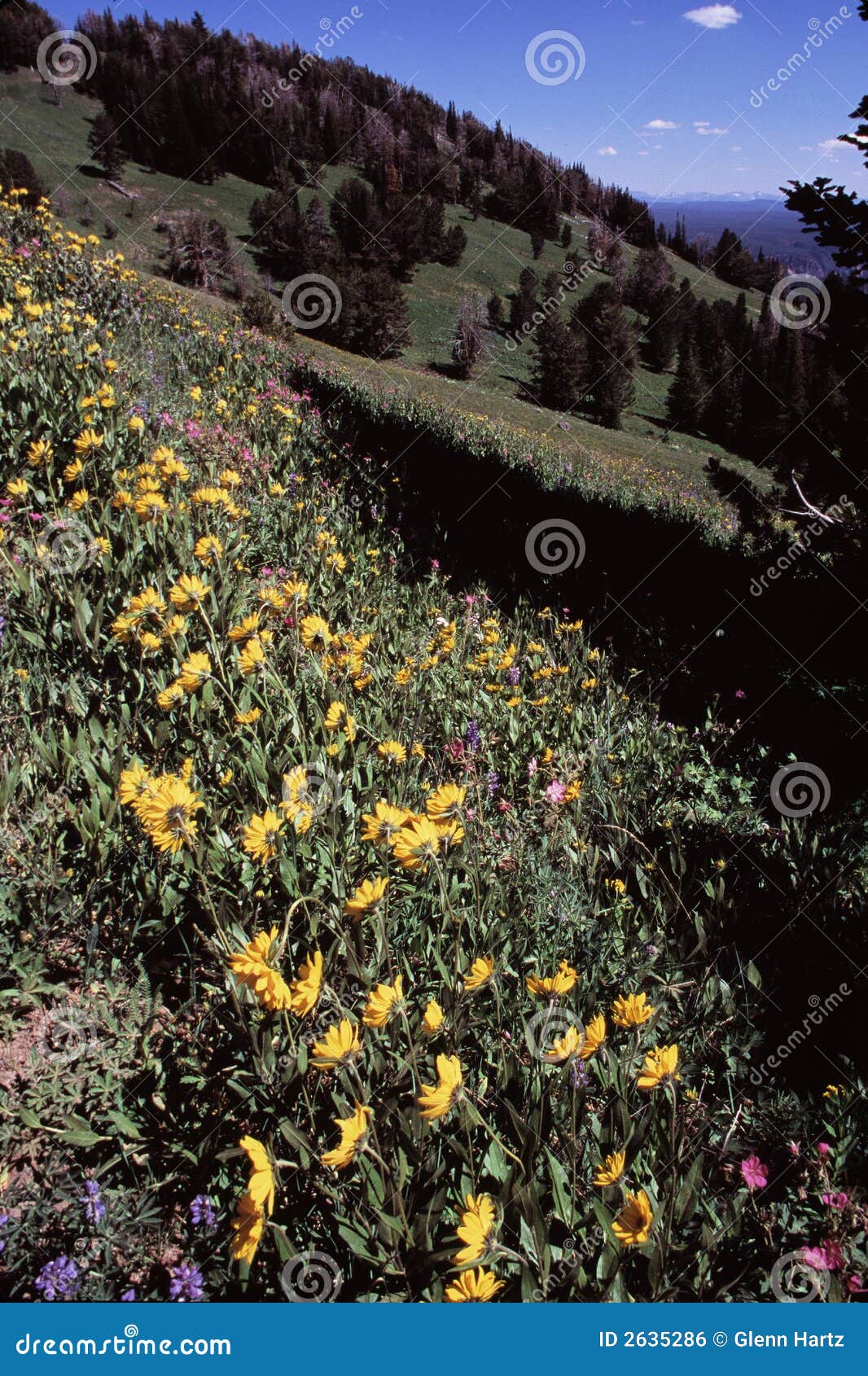 Yellowstone National Park stock photo. Image of flowers - 2635286