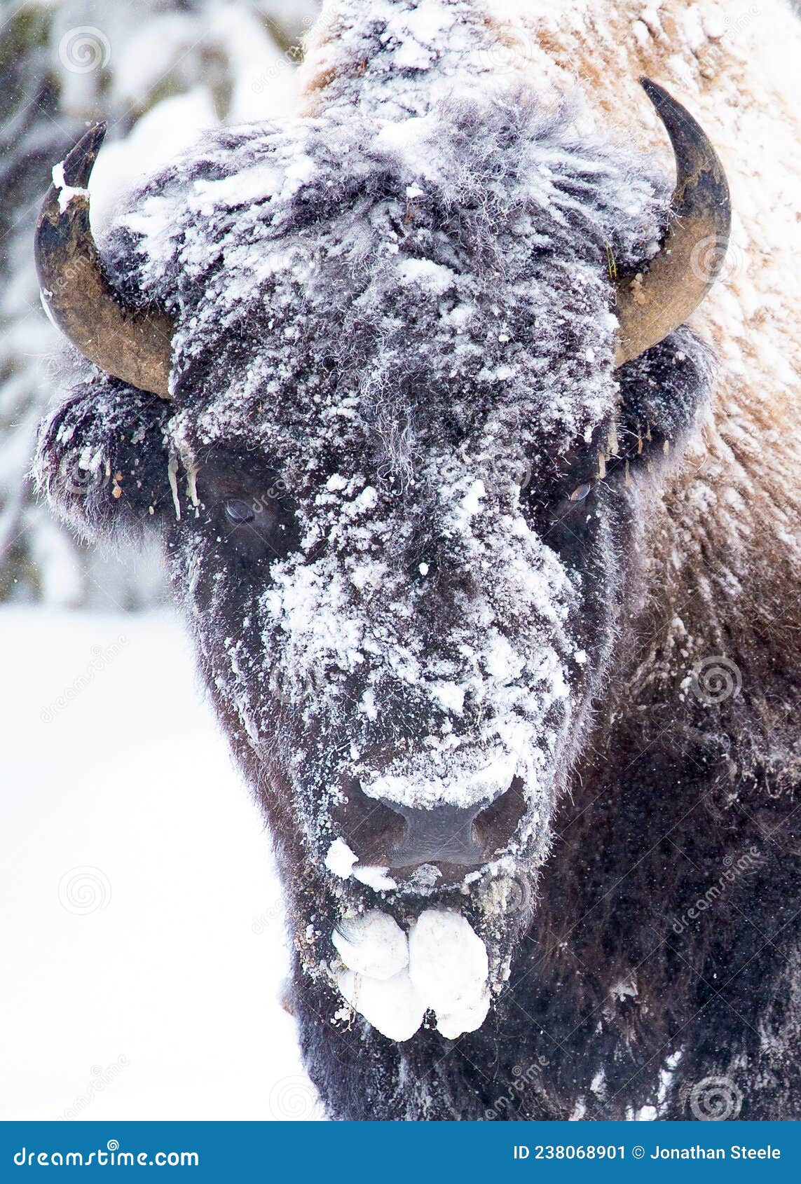 Bison Head Shot stock image. Image of national, headshot - 238068901