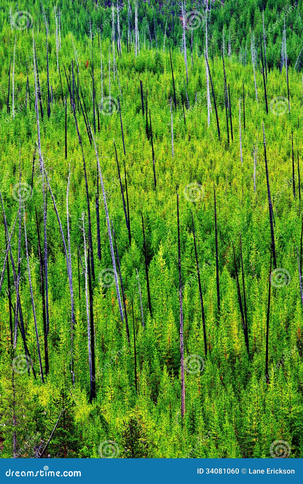 Yellowstone National Park Forest New and Burned Trees Stock Photo ...