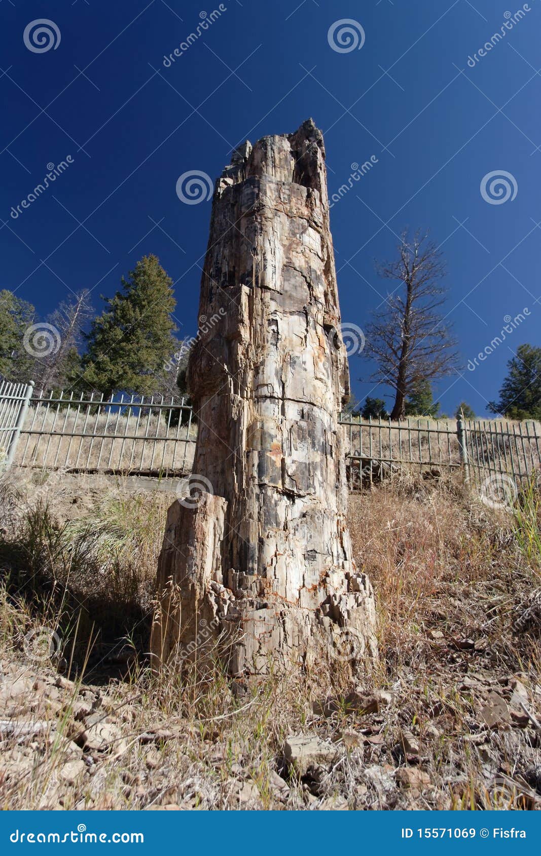 Yellowstone National Park: Petrified Tree Stock Image - Image of states ...