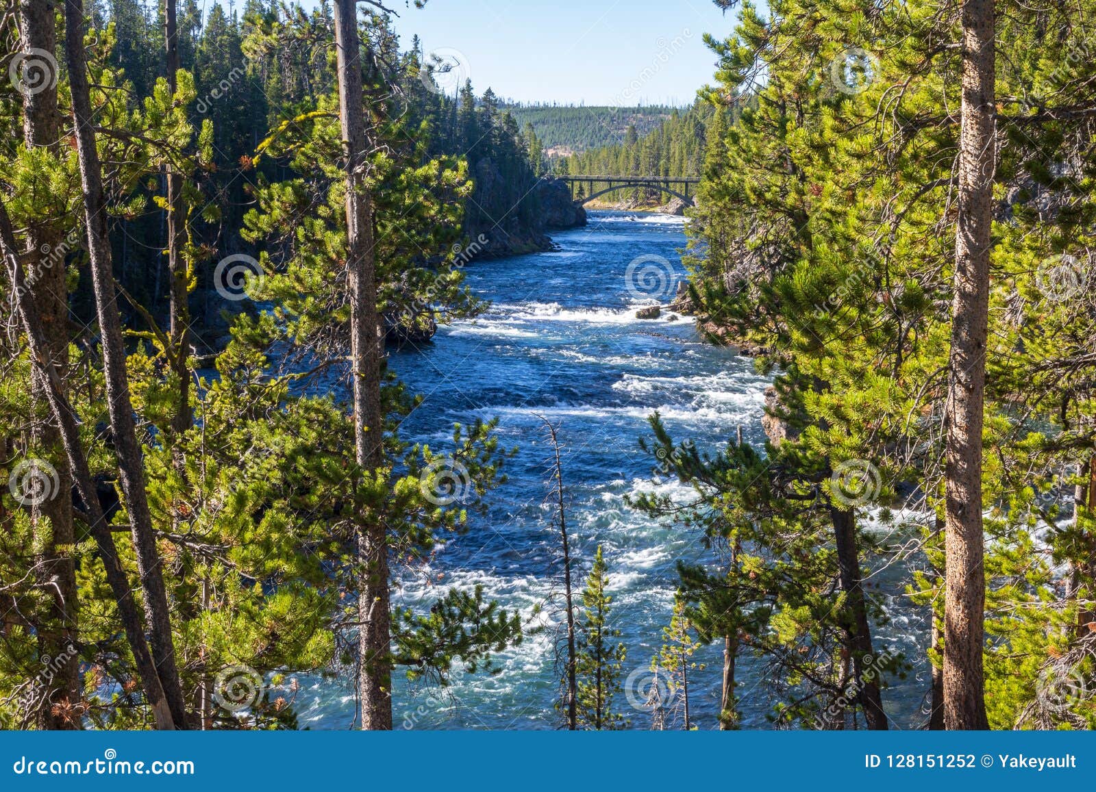Yellowstone River Flowing Under a Bridge and through a Pine Forest ...