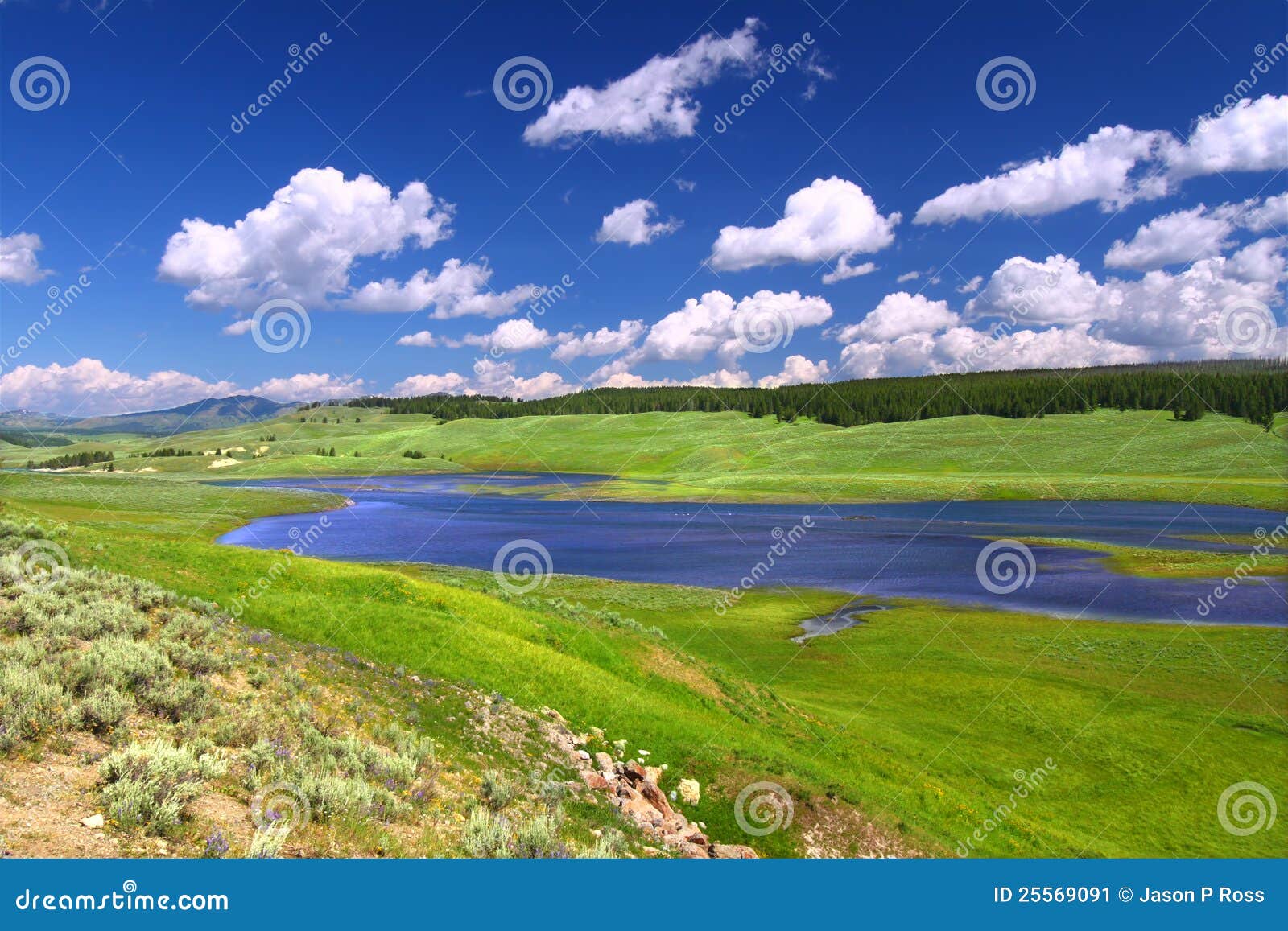 Yellowstone River in Hayden Valley Stock Image - Image of scenic ...