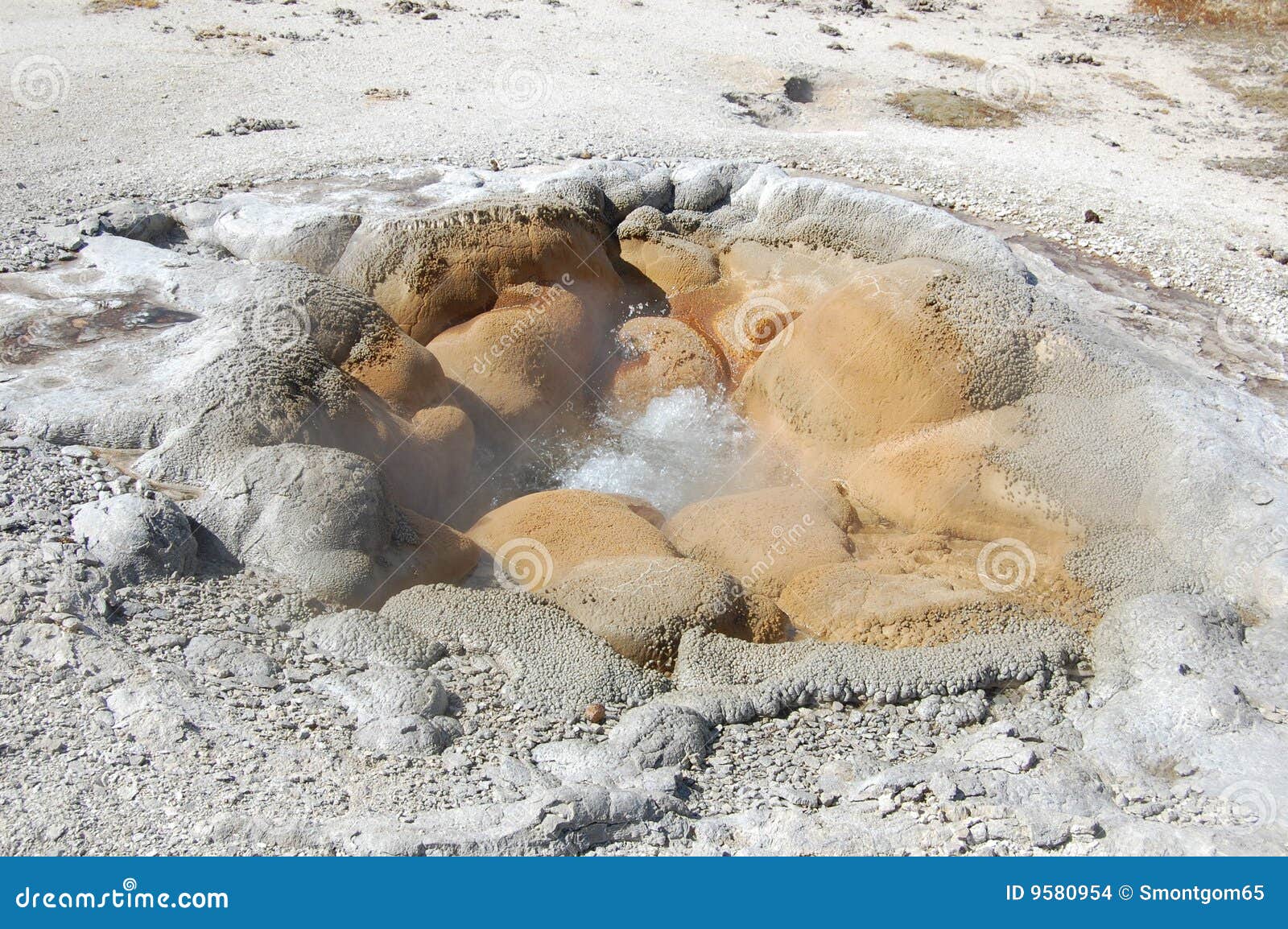 Yellowstone Shell Spring Geyser Stock Photo - Image of montana, steam ...
