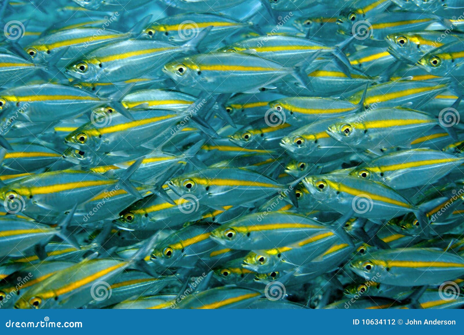 Yellowstripe scad stock photo. Image of animals, underwater - 10634112