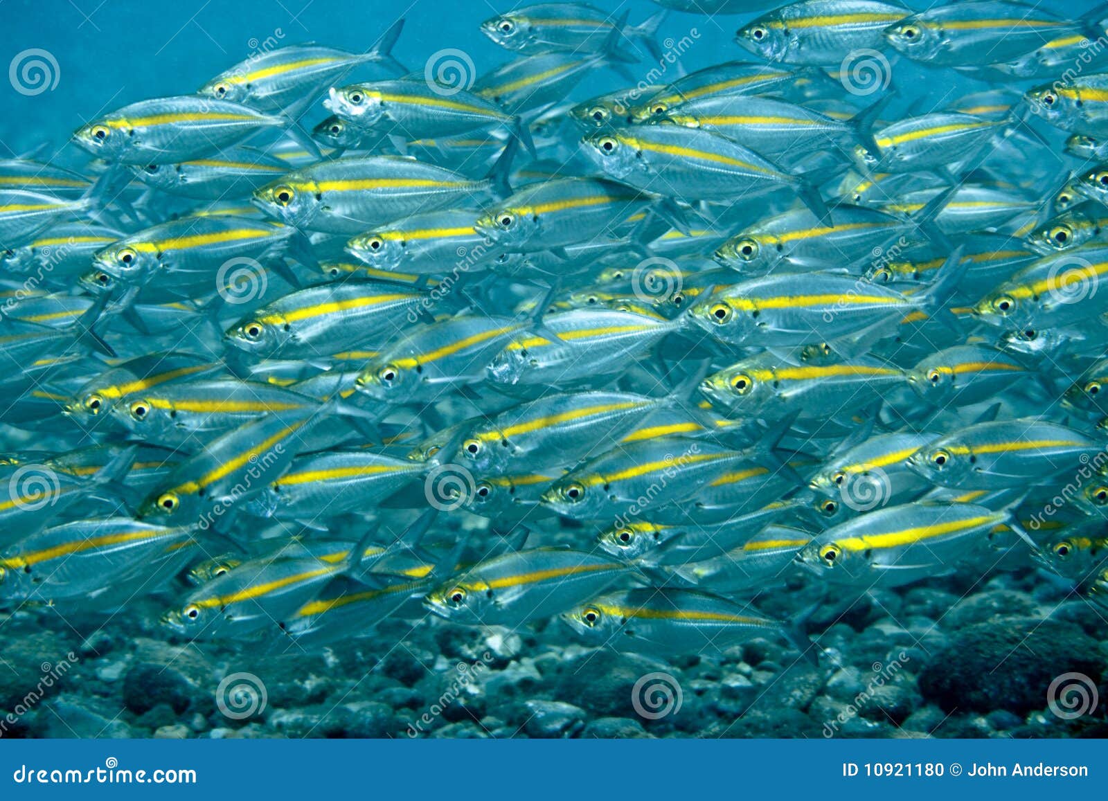 Yellowstripe scad stock photo. Image of indonesia, animals - 10921180