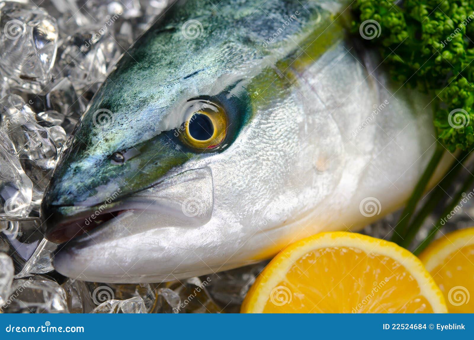 Yellowtail stock photo. Image of life, natural, gastronomy - 22524684