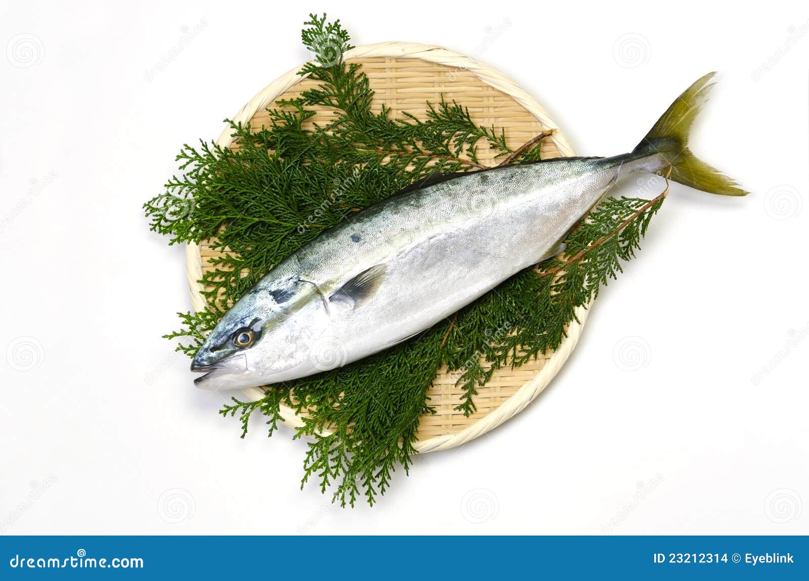 Yellowtail stock photo. Image of fresh, yellowtail, squama - 23212314