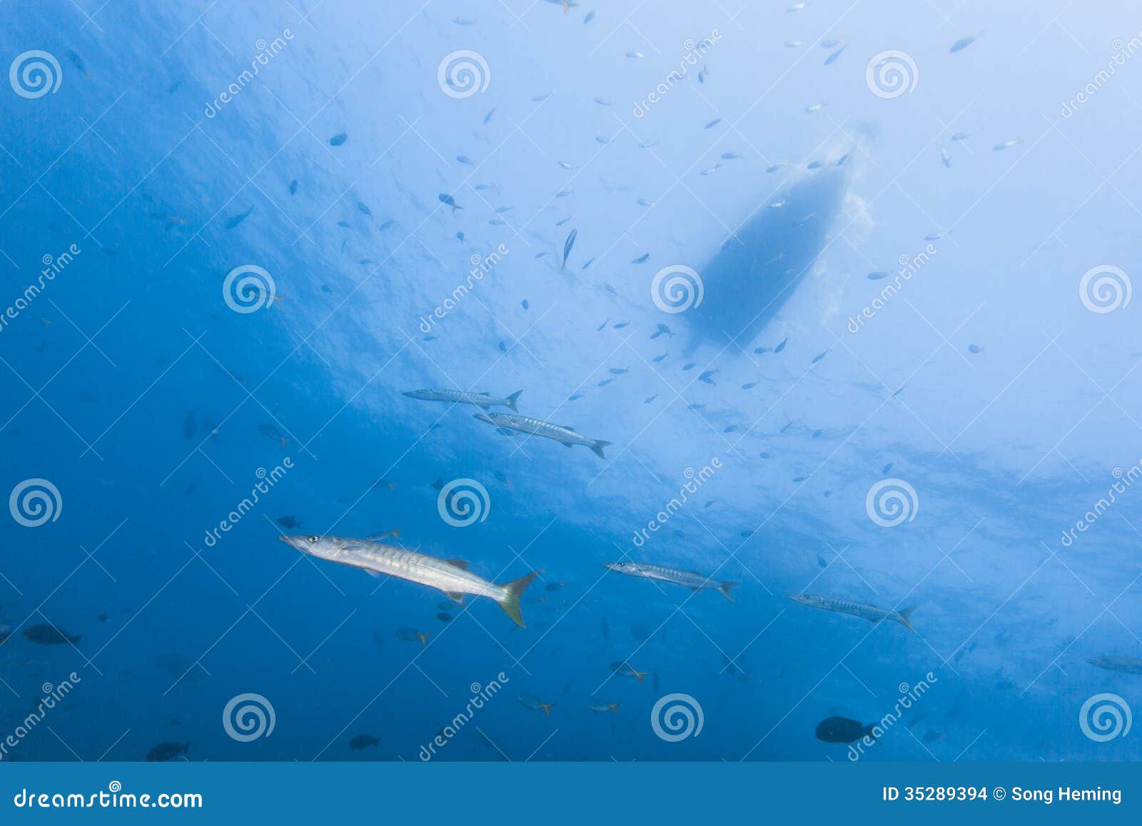 Yellowtail Baracuda and Boat Stock Photo - Image of national, clear ...