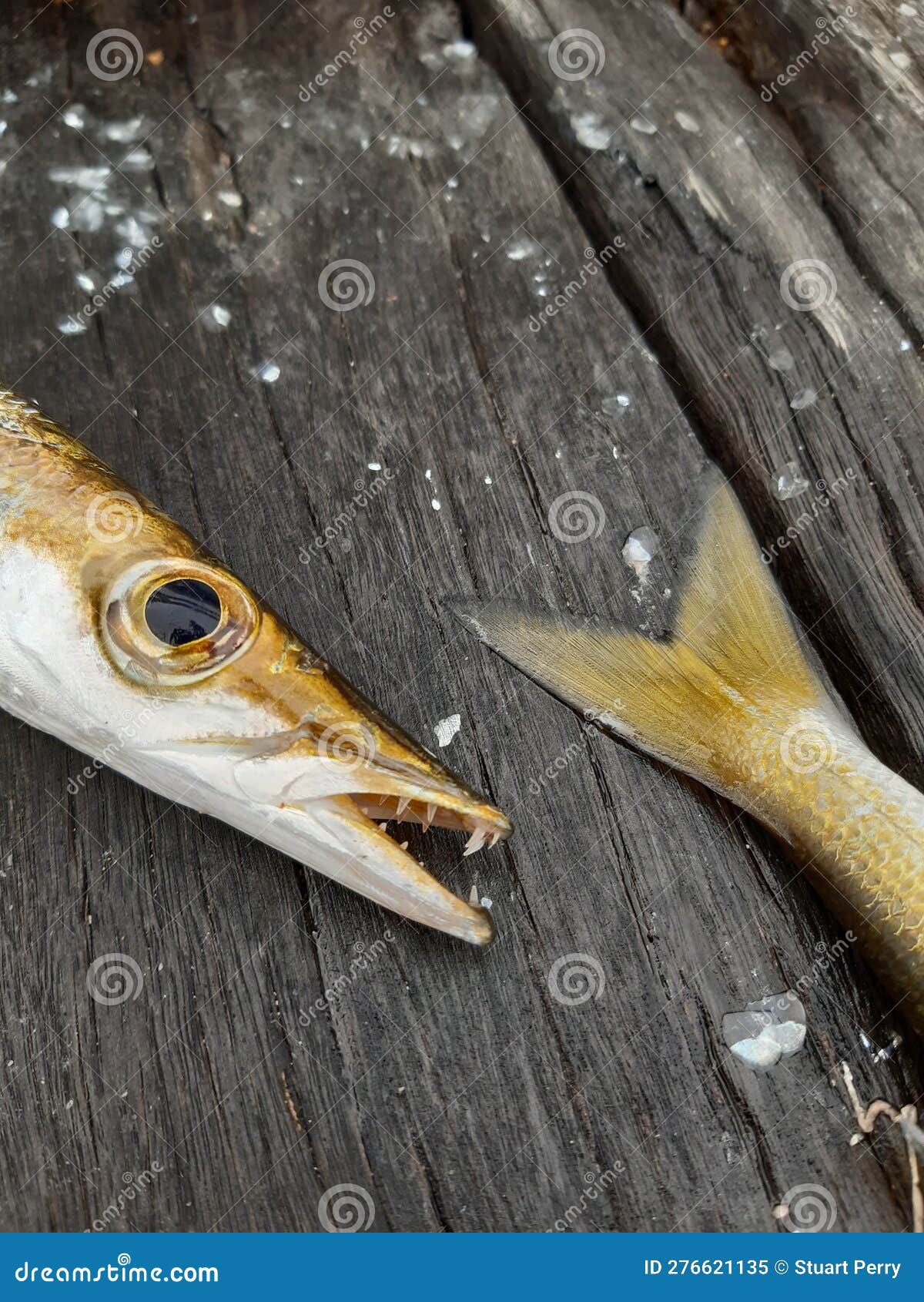 Yellowtail Barracuda Fish on Wood Boardwalk Stock Image - Image of ...