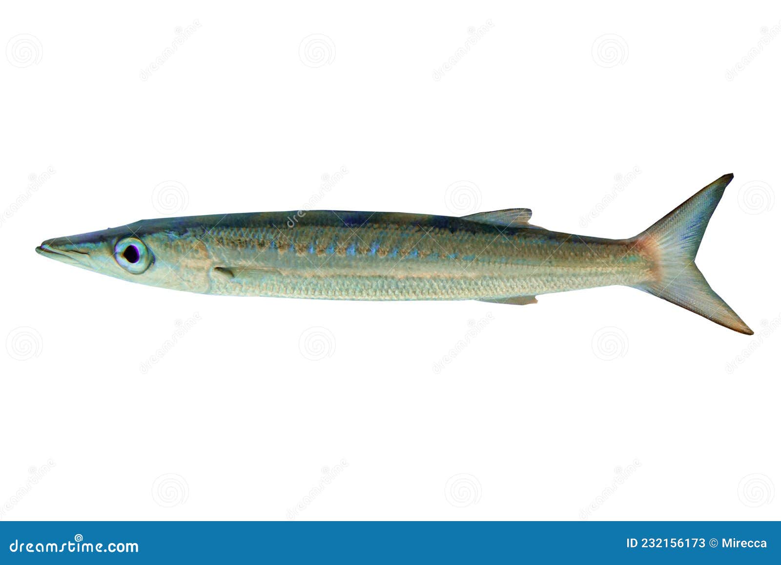 Yellow Tail Barracuda