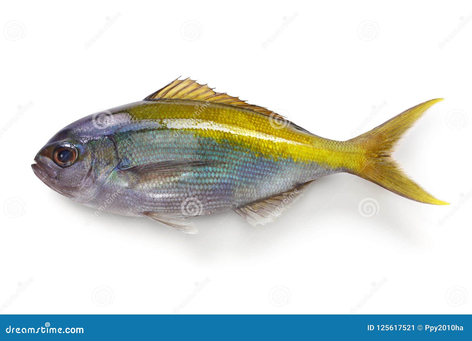 Yellowtail blue snapper stock image. Image of xanthura - 125617521