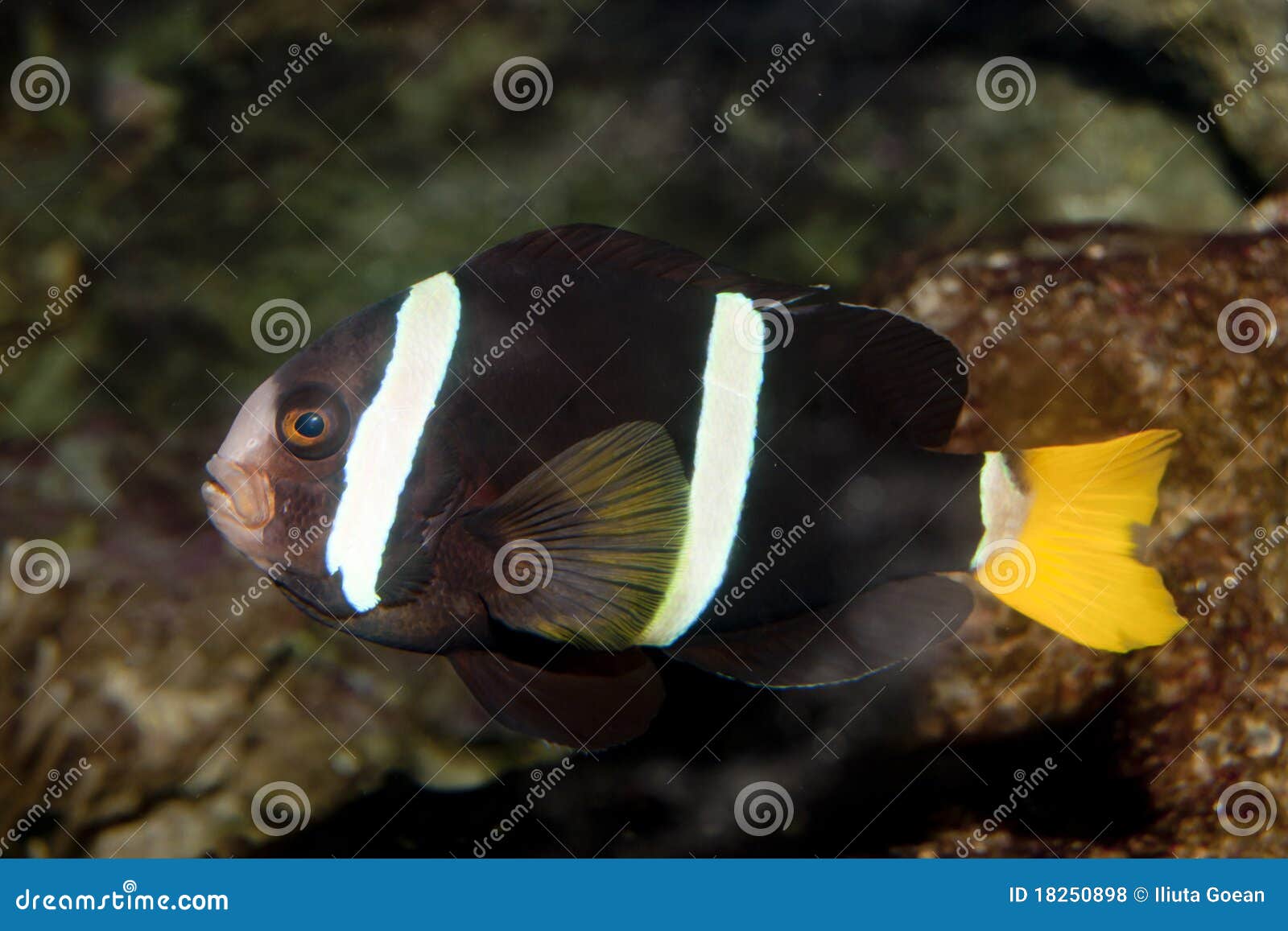 Yellowtail Clownfish (Amphiprion Clarkii) Stock Photo - Image of ...
