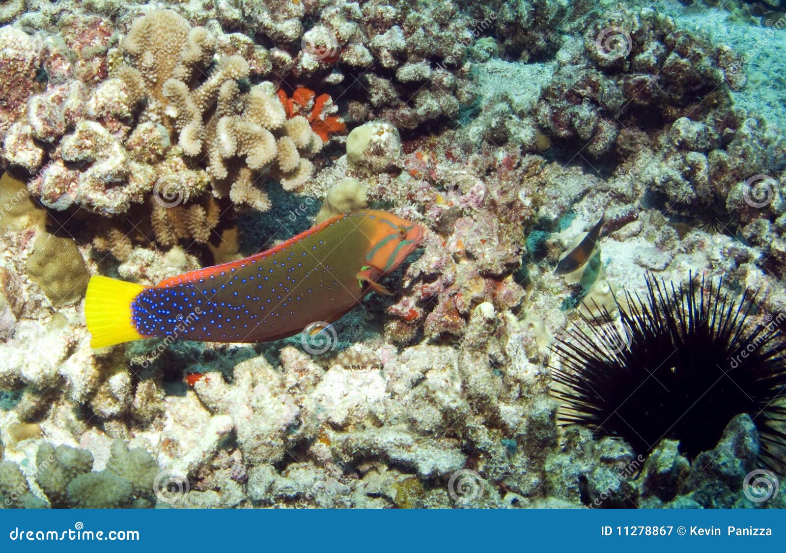 Yellowtail Coris stock image. Image of nature, tropical - 11278867