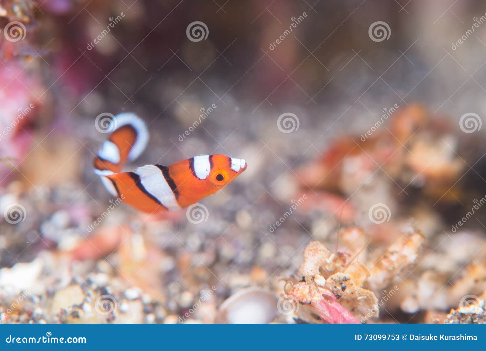 Yellowtail coris stock image. Image of blue, close, angulata - 73099753