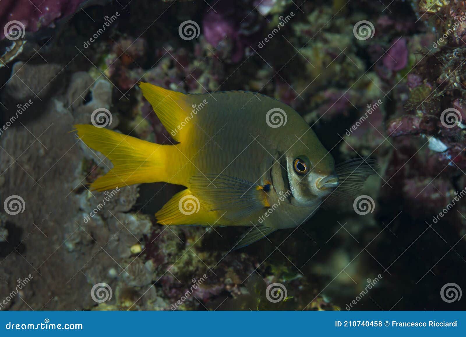 Yellowtail Damsel Neoglyphidodon Nigroris Stock Photo - Image of ...
